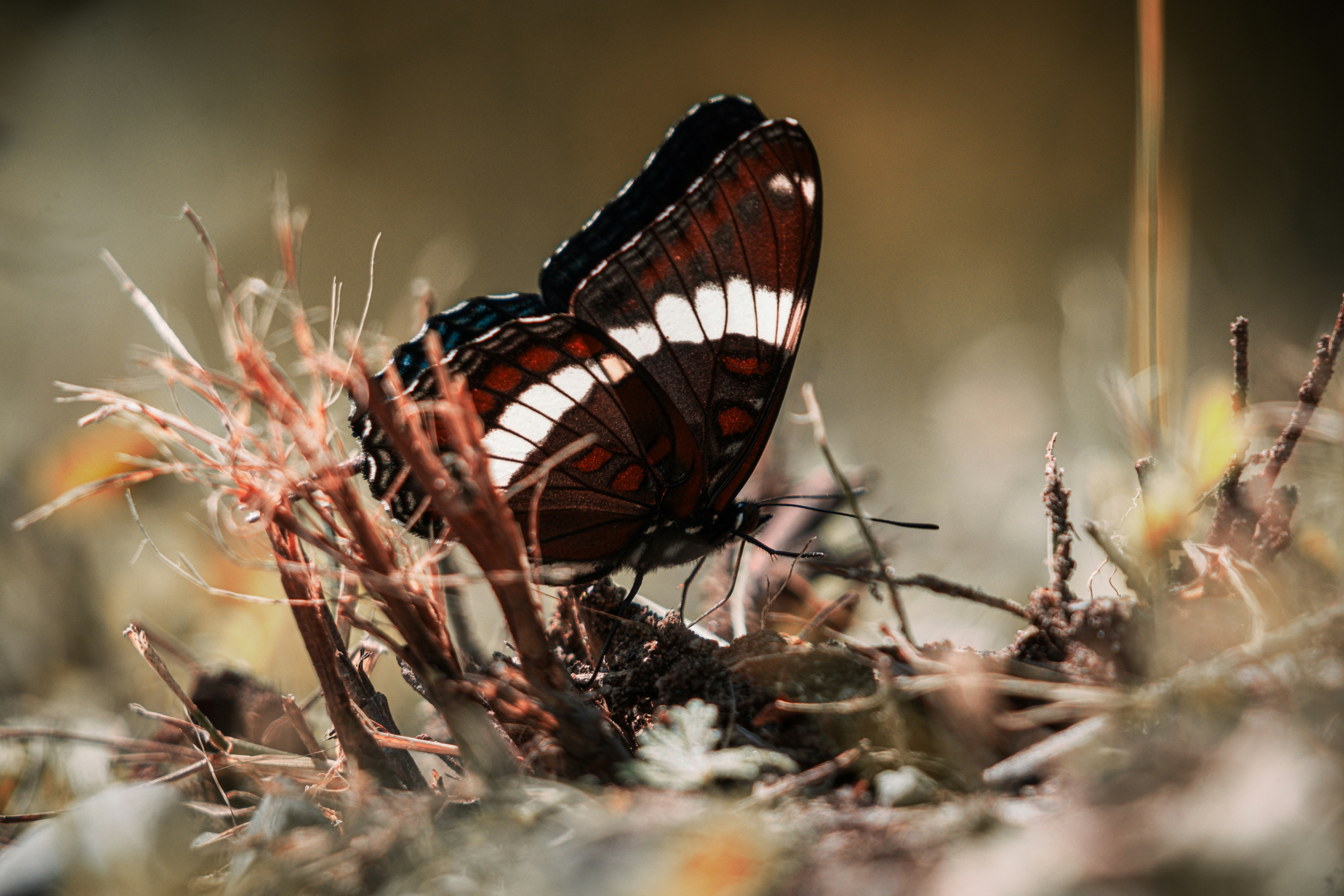 Graciousness vs. Poise - What's the Difference? | This vs. That