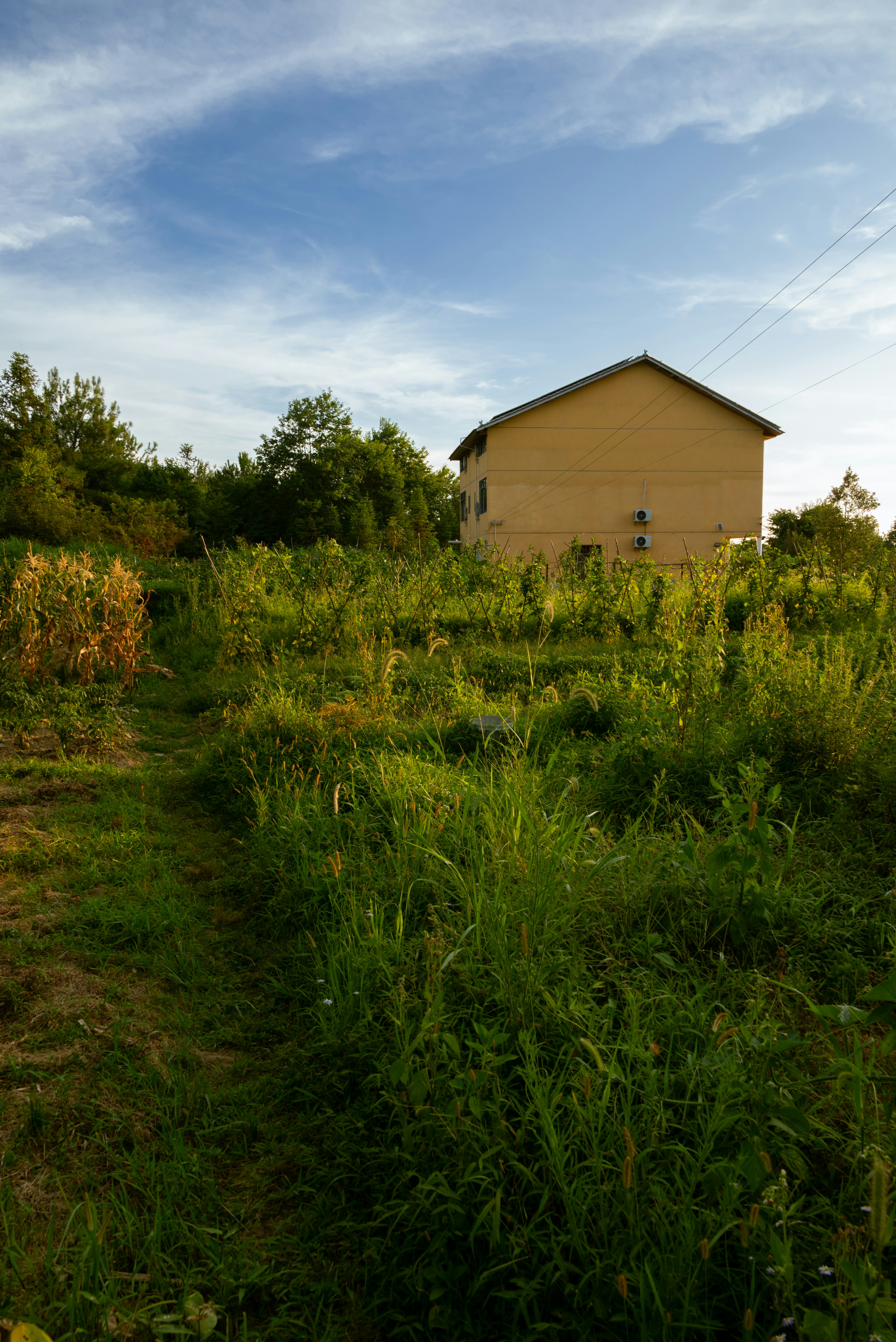 Sunlit Yellow House Surrounded by a Field of Tall Grass