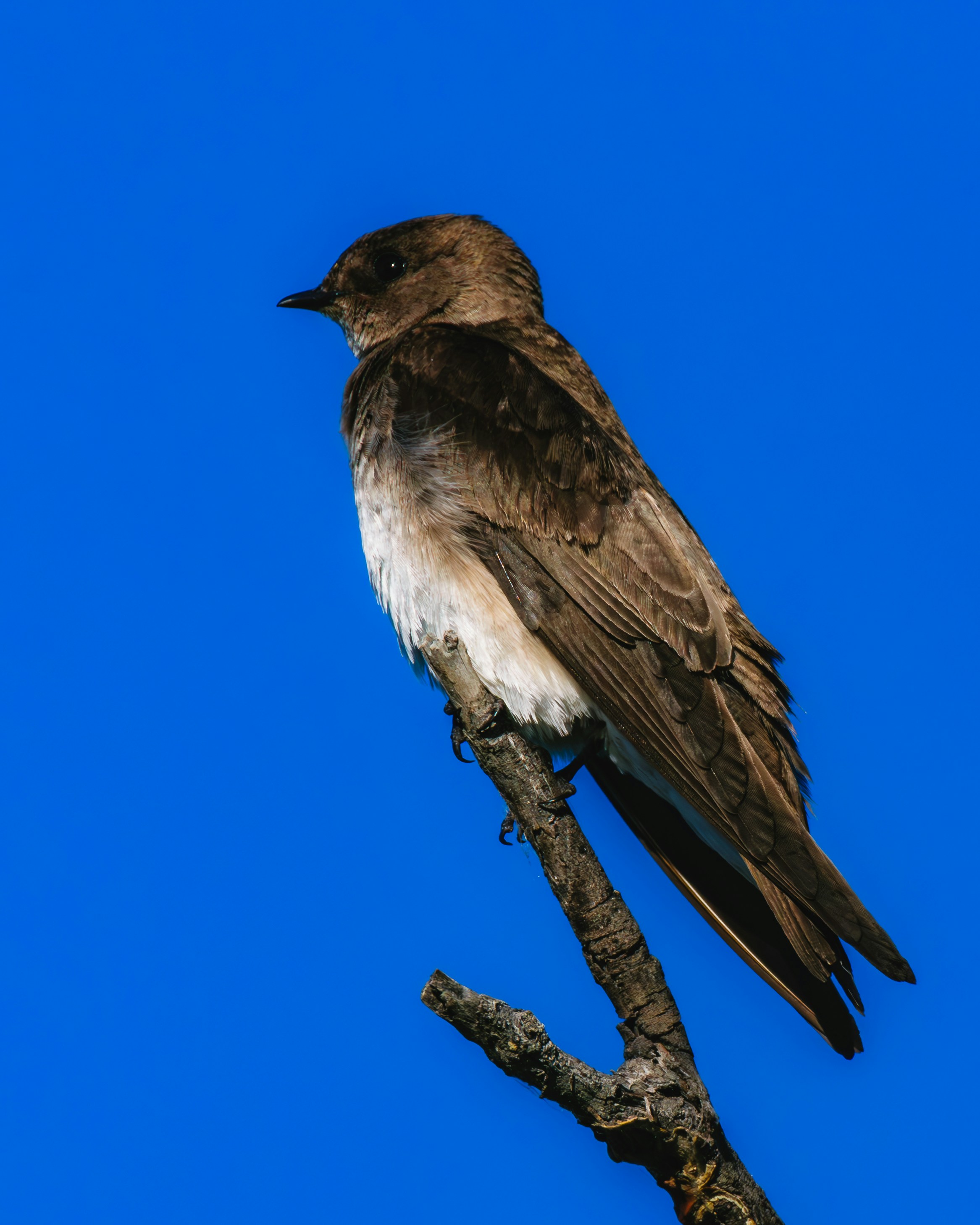 Blue Sky Watch: A Perched Swallow Against a Clear Azure Backdrop