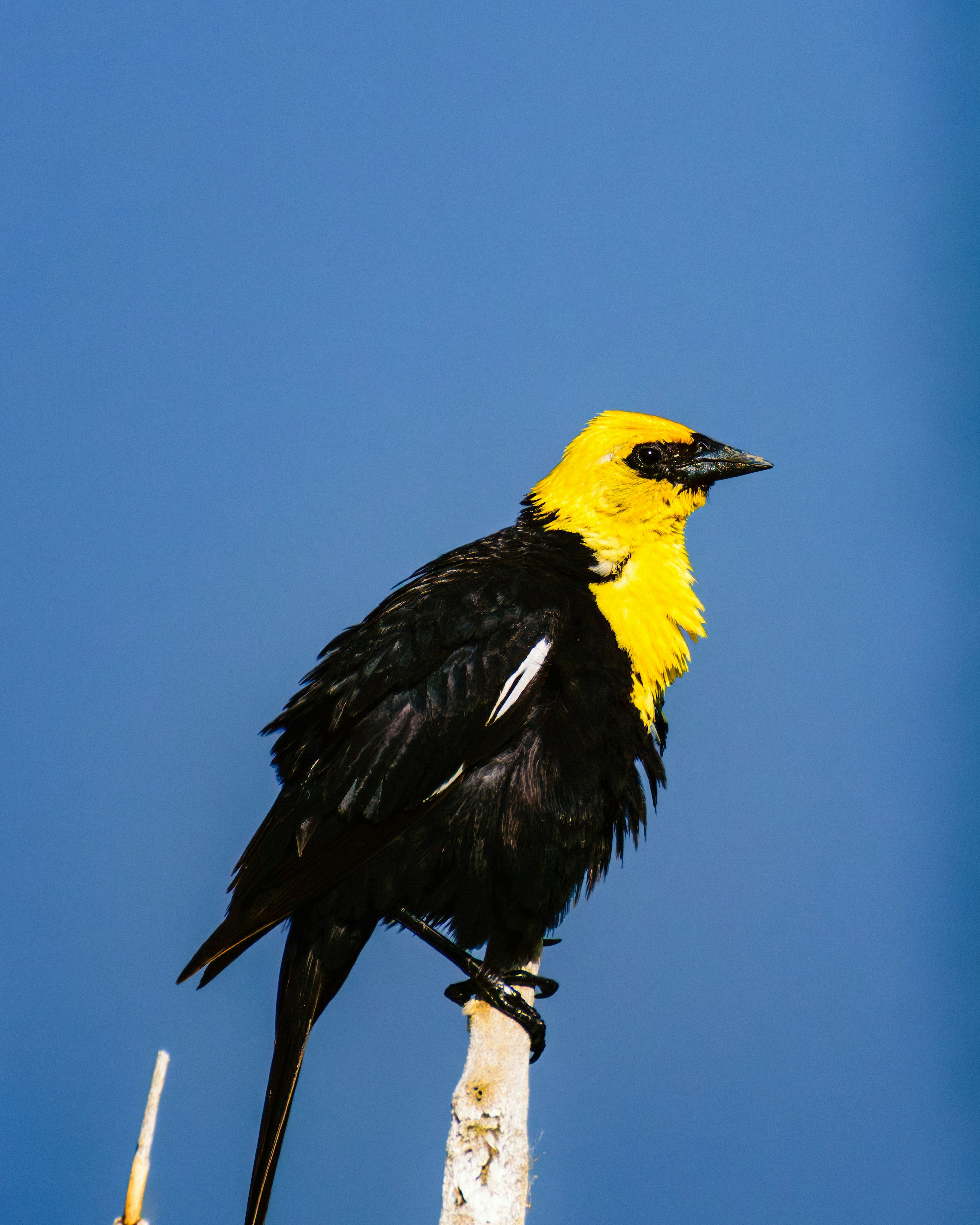 Azure Backdrop, Yellow-Crowned Sentinel: Yellow-headed Blackbird Perched