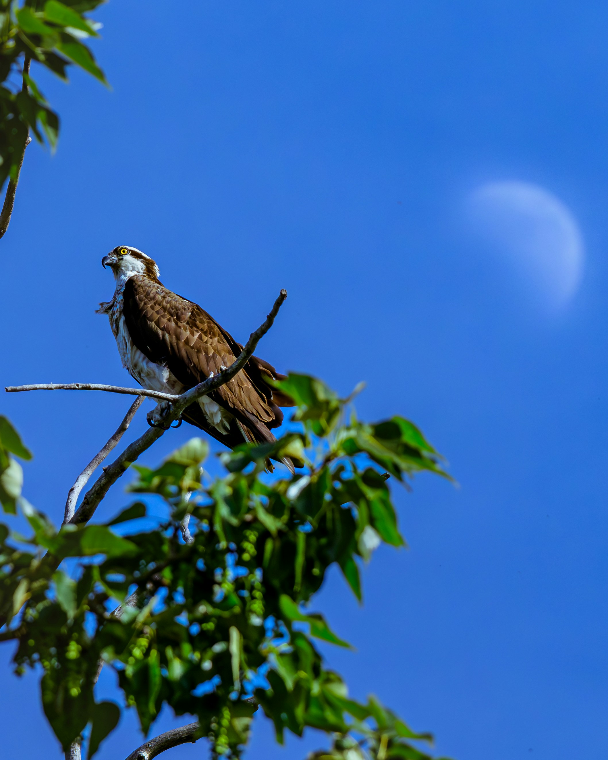 Raptor on a Sunlit Branch: A Bold Watcher Against a Cerulean Sky