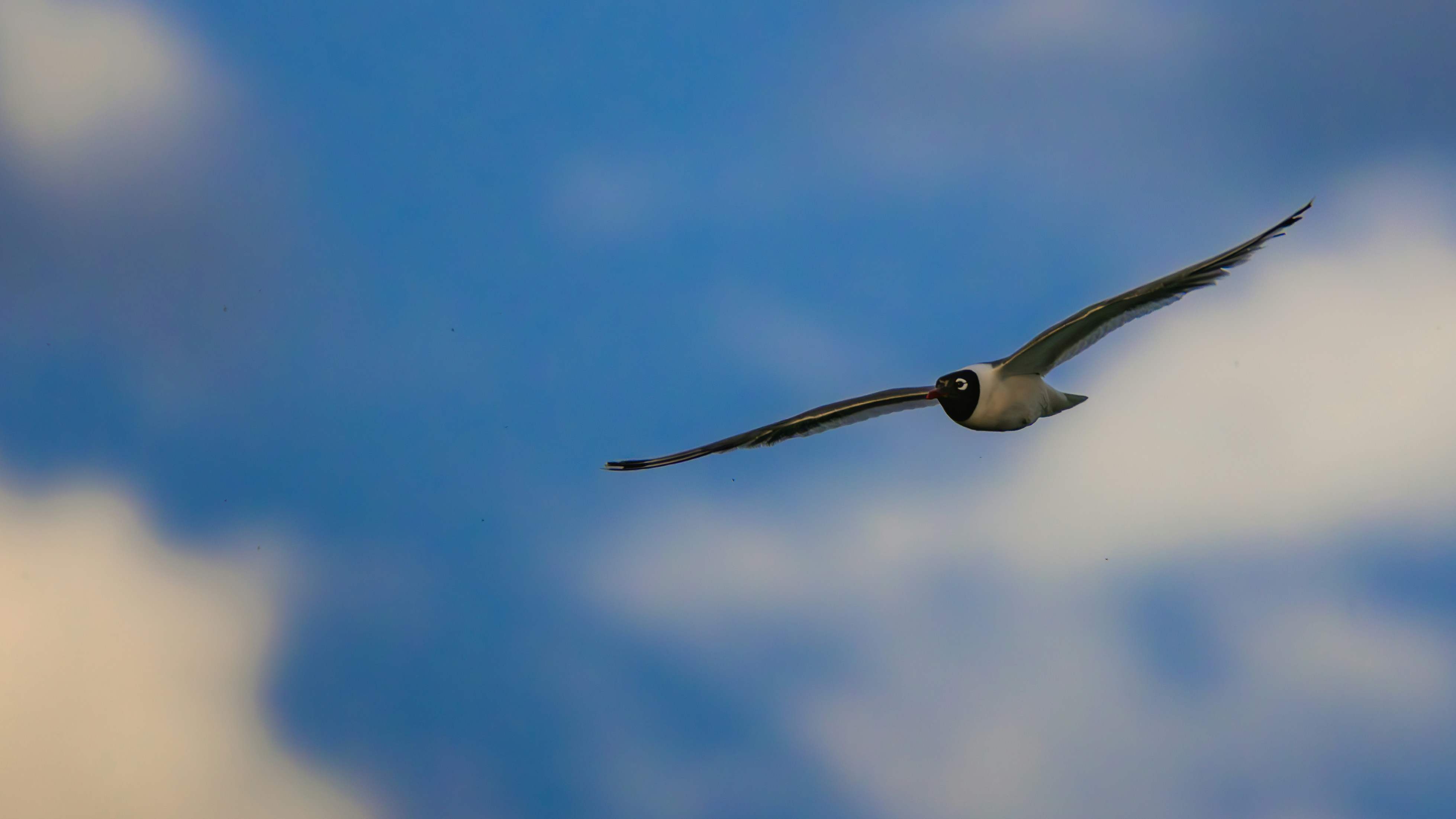 Gull in Profile: A Quiet Glide Across a Cerulean Sky