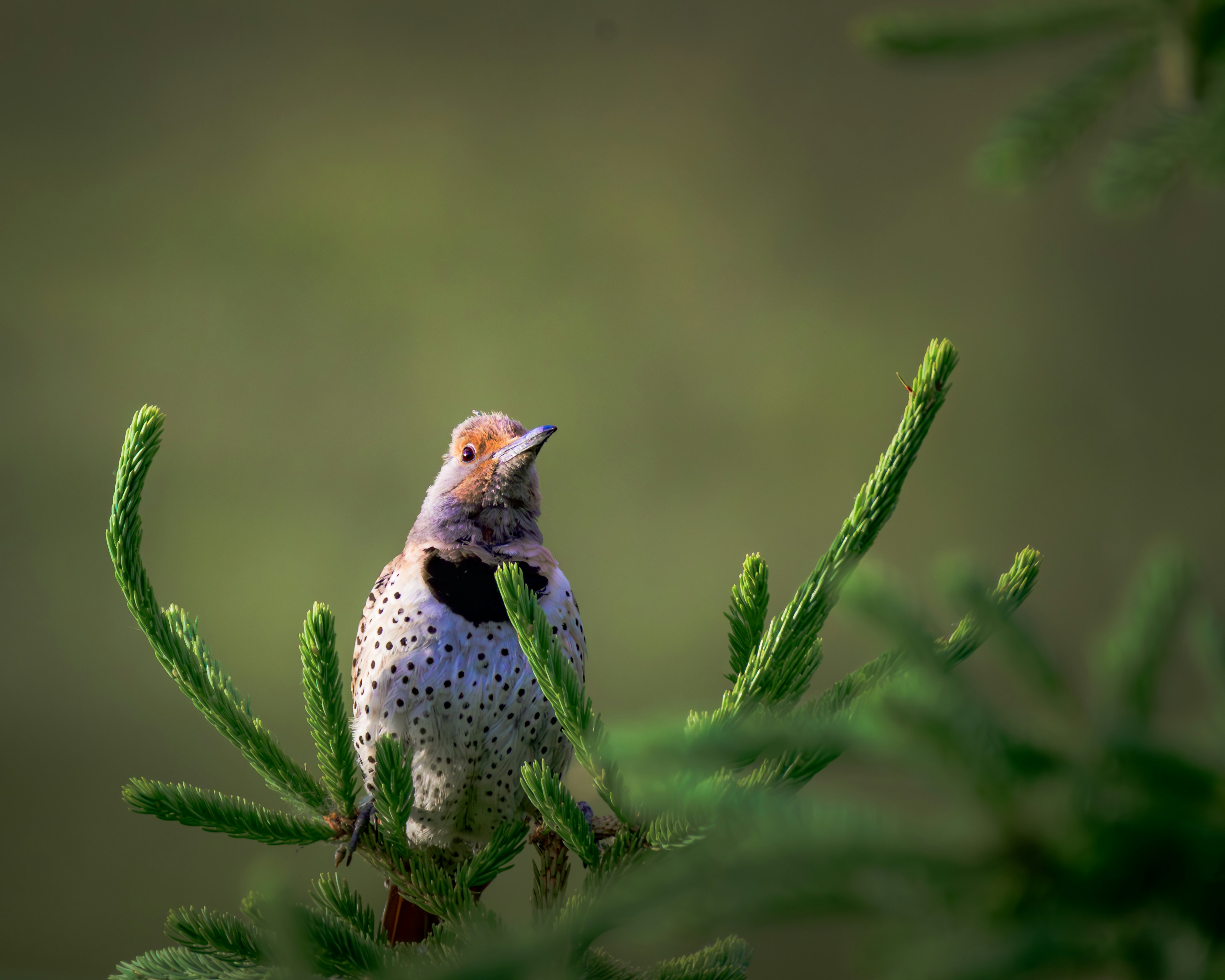Perched Spotlight: A spotted thrush in fern-green hush