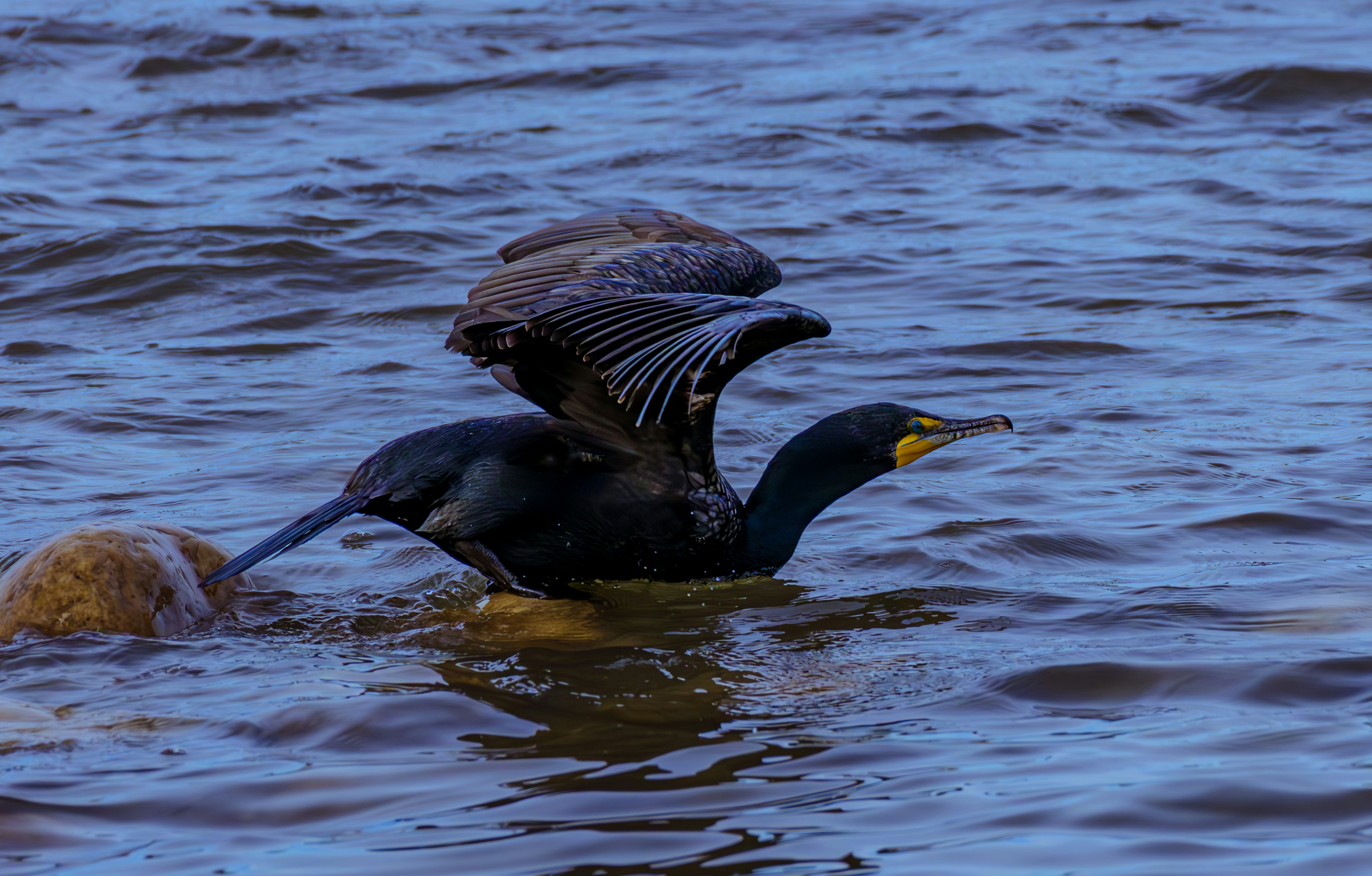 Winged Warden of the Bay: A Cormorant's Drying Display