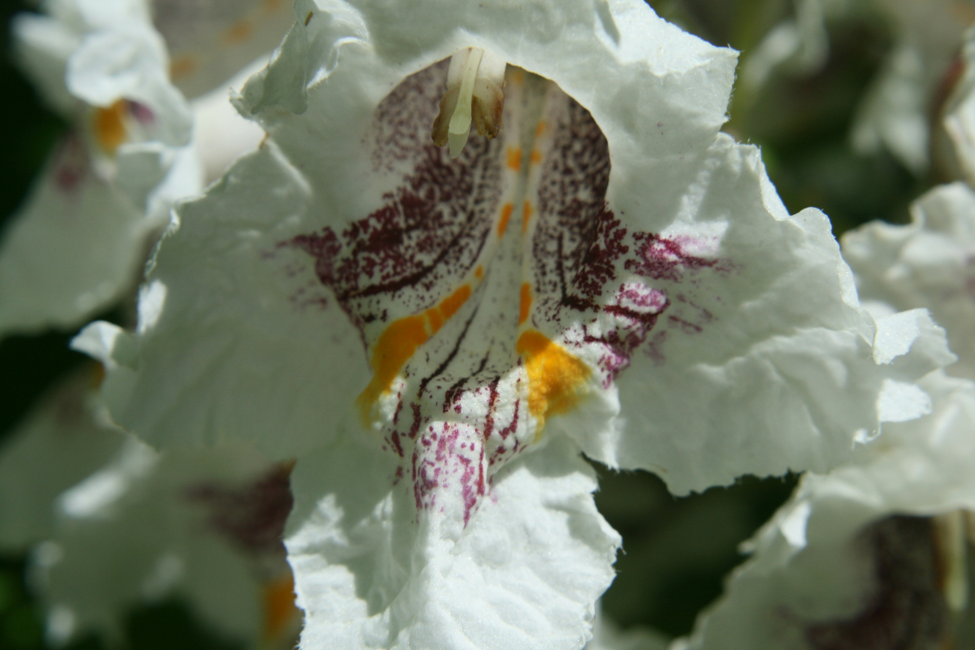 White Bearded Iris Close-Up: Ember-Striped Center Revealed in Velvet Petals