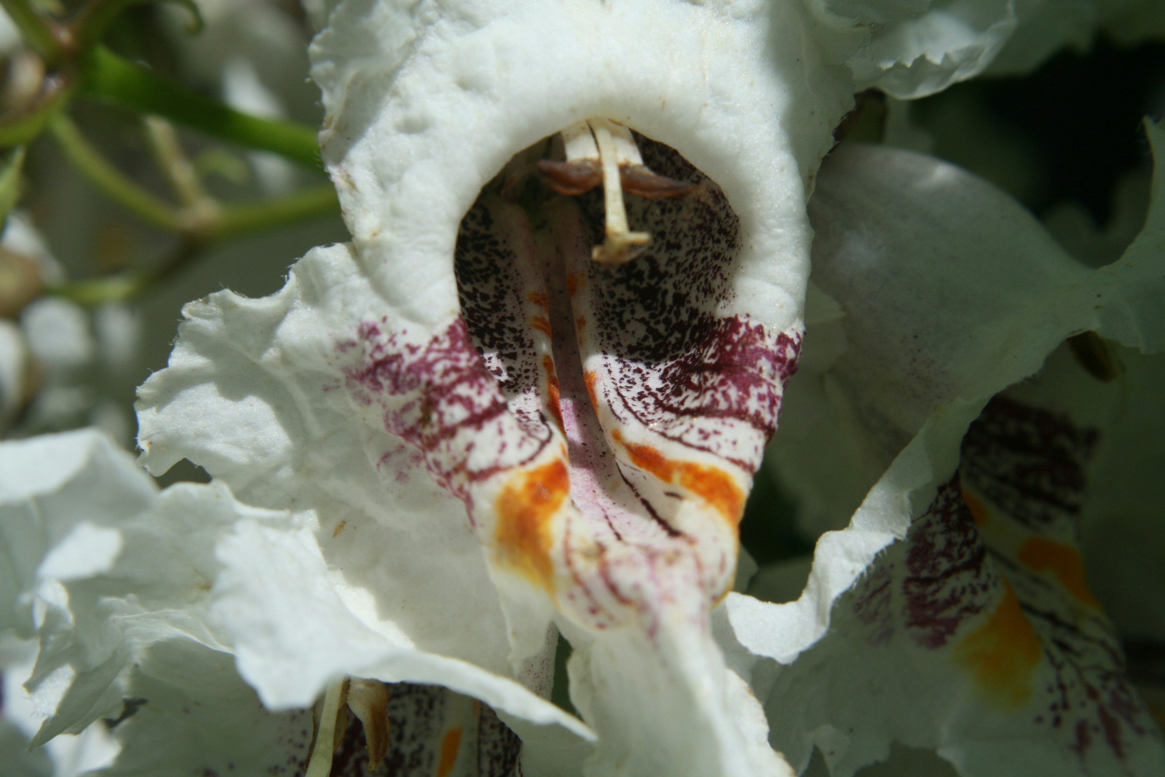 Macro Portrait: White iris fragment with amber center and purple venation