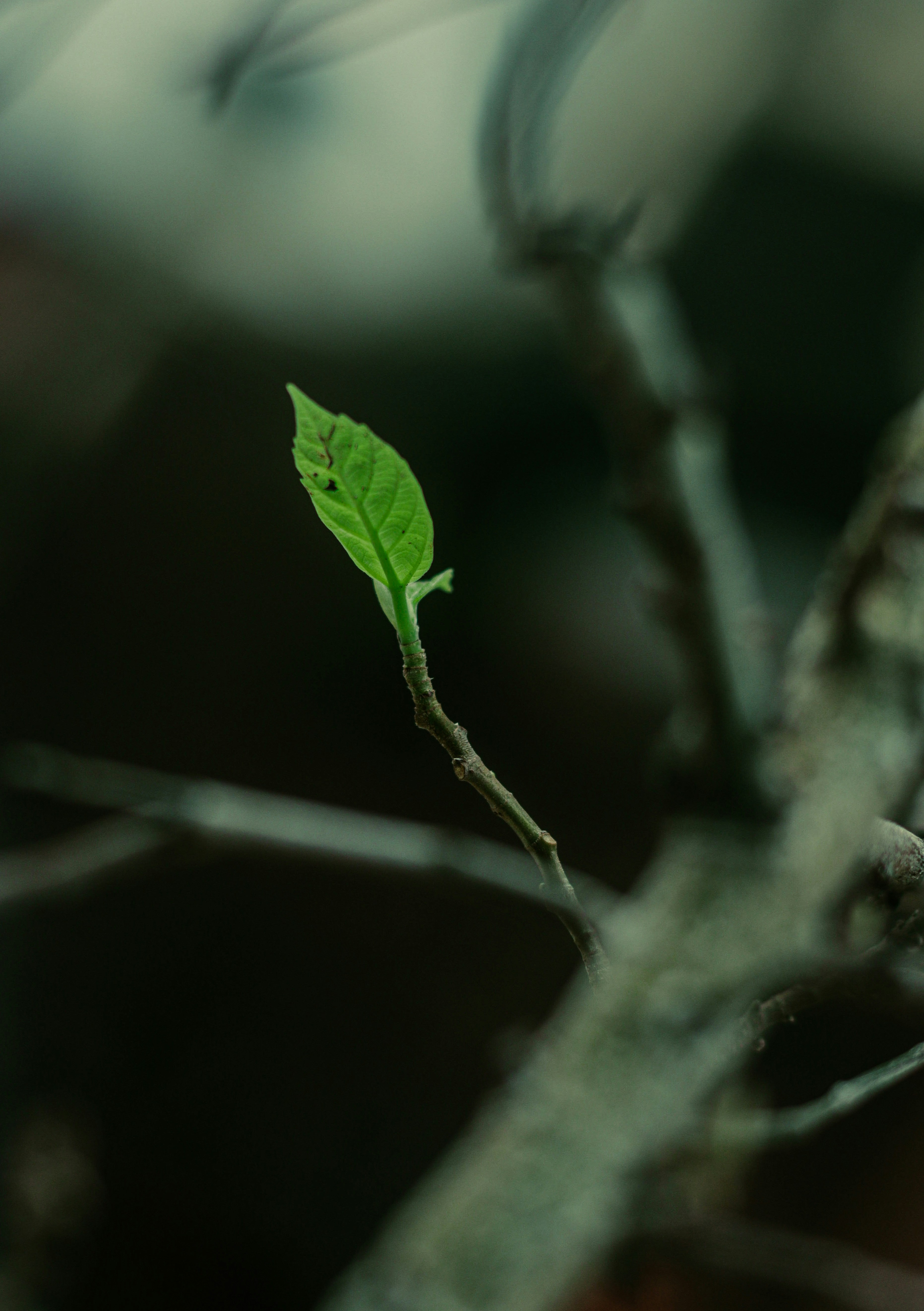 A single bright green leaf on a slender twig stands out against a dark, blurred background. The shallow depth of field draws attention to the leaf's venation and fresh growth.