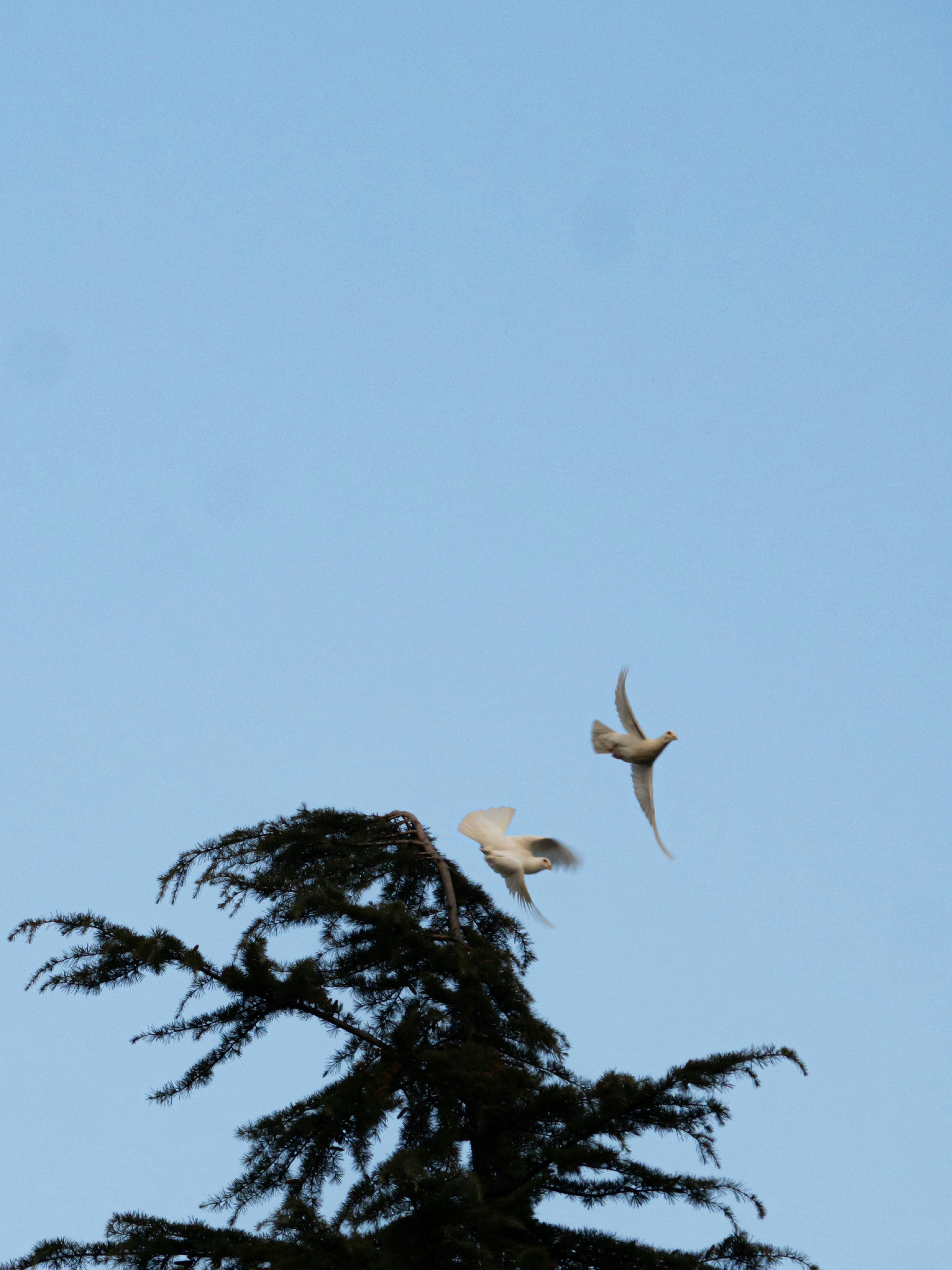 Two birds flying in the sky above a tree photo – Free Animal Image on ...