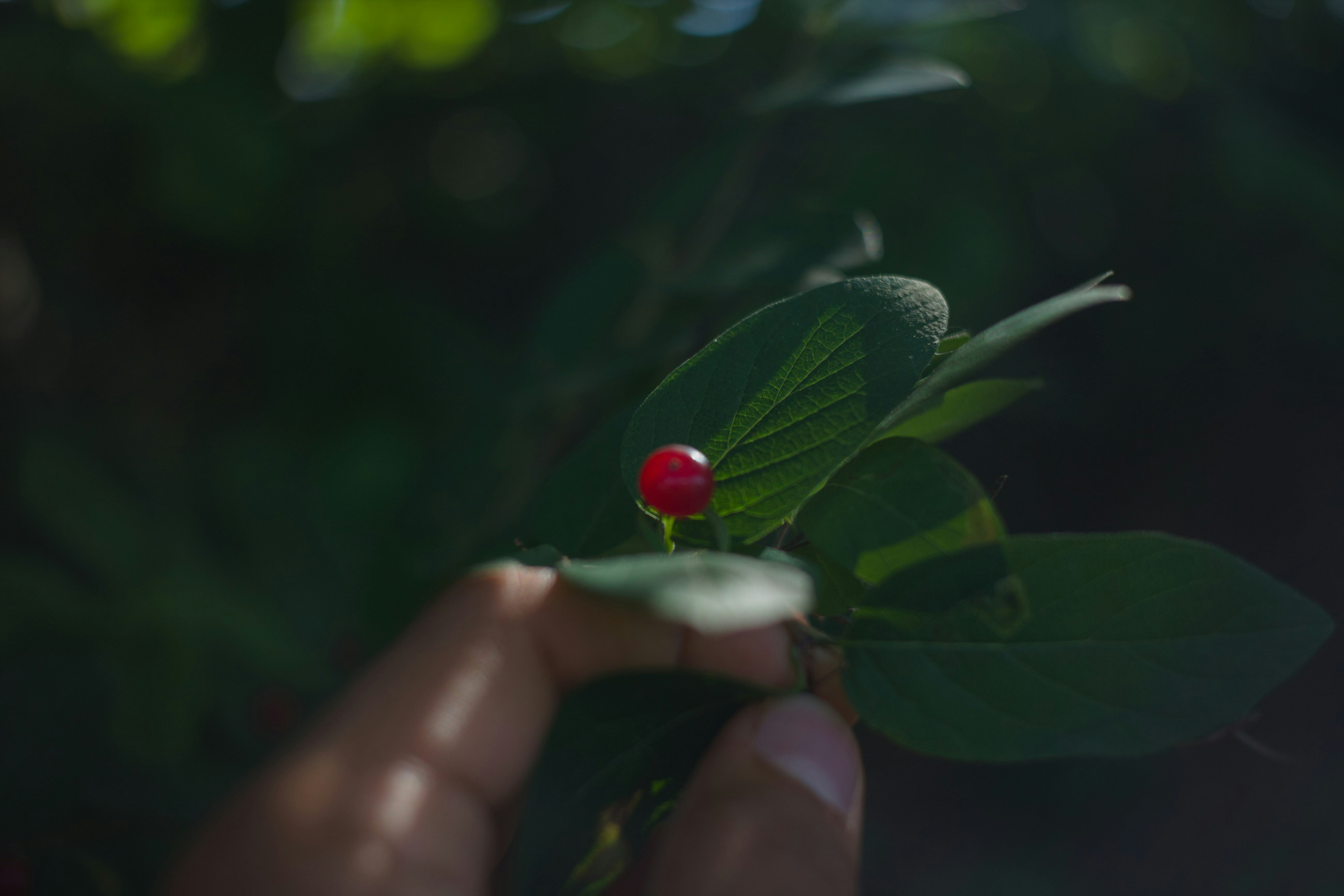 Photo by Zachary McSween Manickchand with Canon EOS M