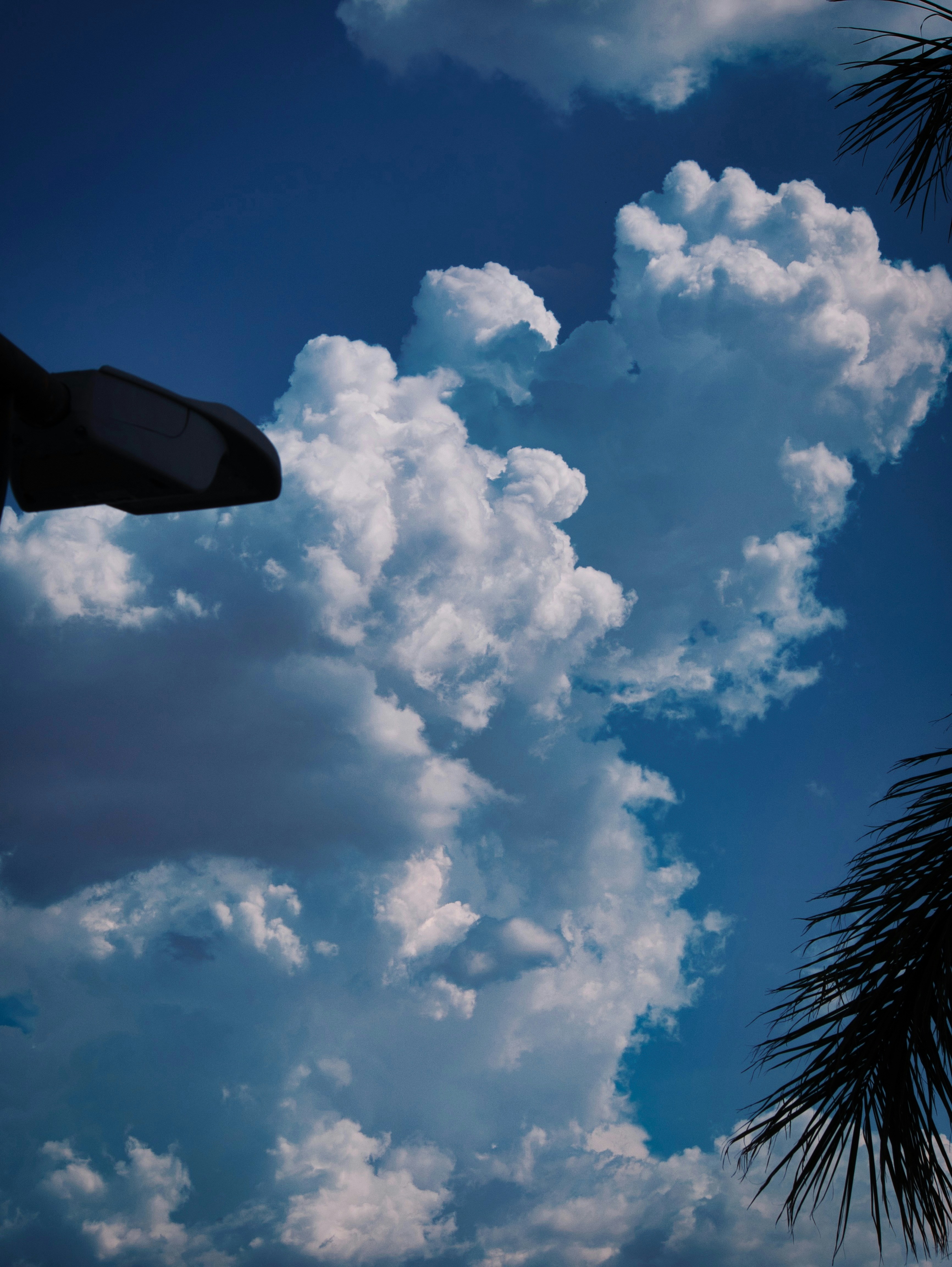 Blue Sky Cathedral: Cumulus Towers Framed by Palm Silhouettes