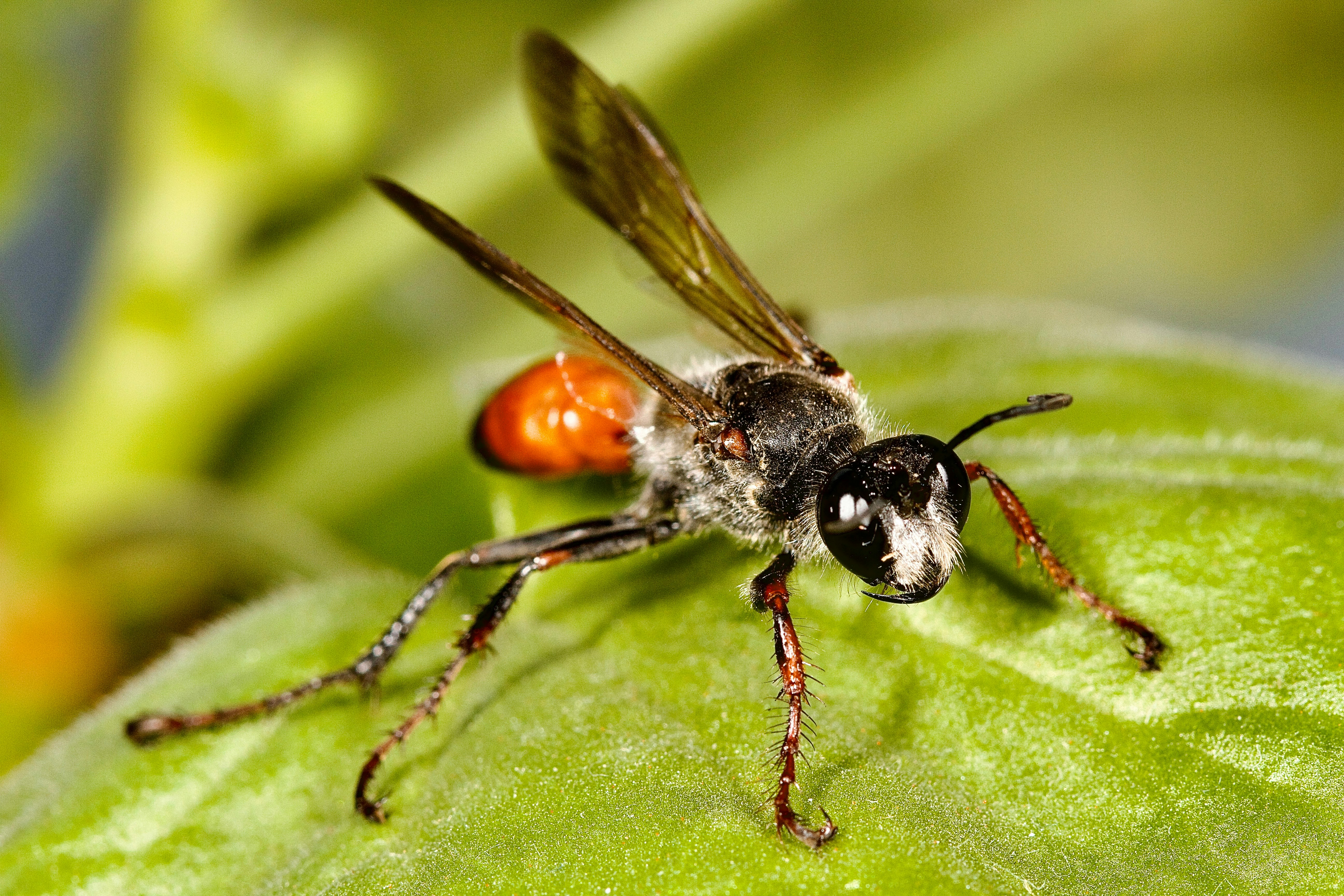 Wasp in Focus: Close-up of a Tiny Robber on a Green Leaf