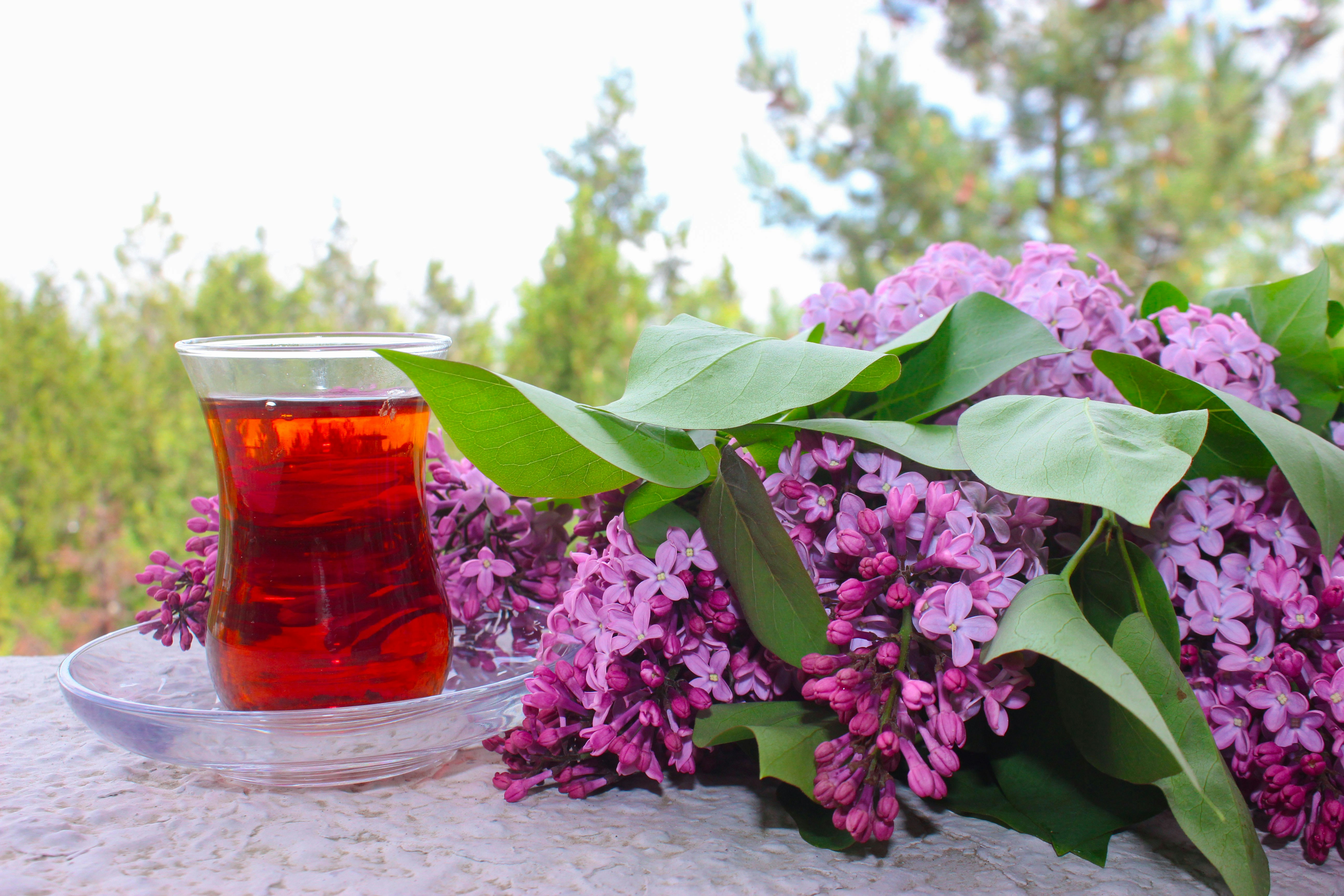 A cup of tea next to a bush of lilacs photo – Free Bouquet Image on ...
