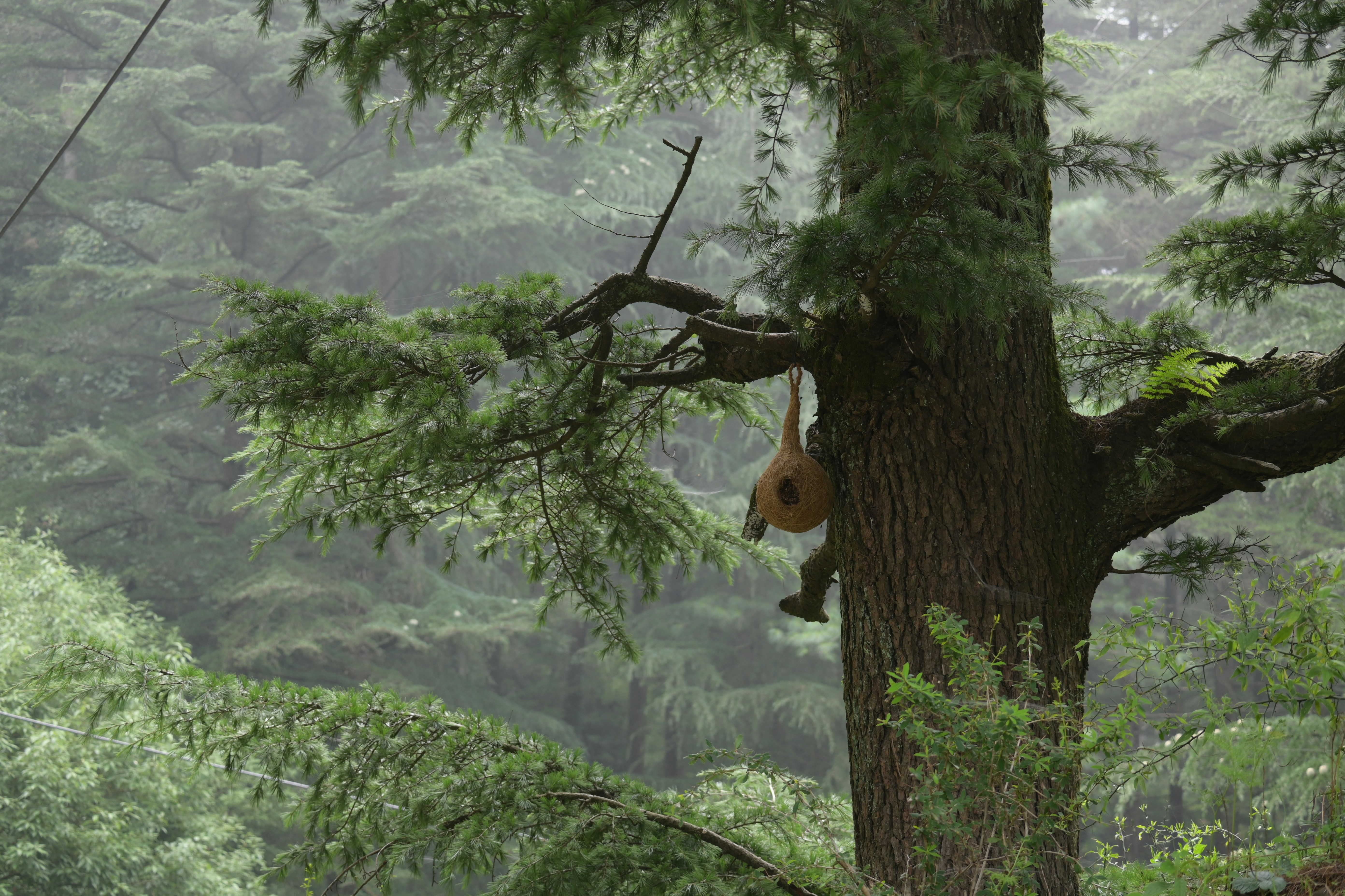 Suspended Sentinel in the Mist: A Carved Figure Among Evergreen Giants