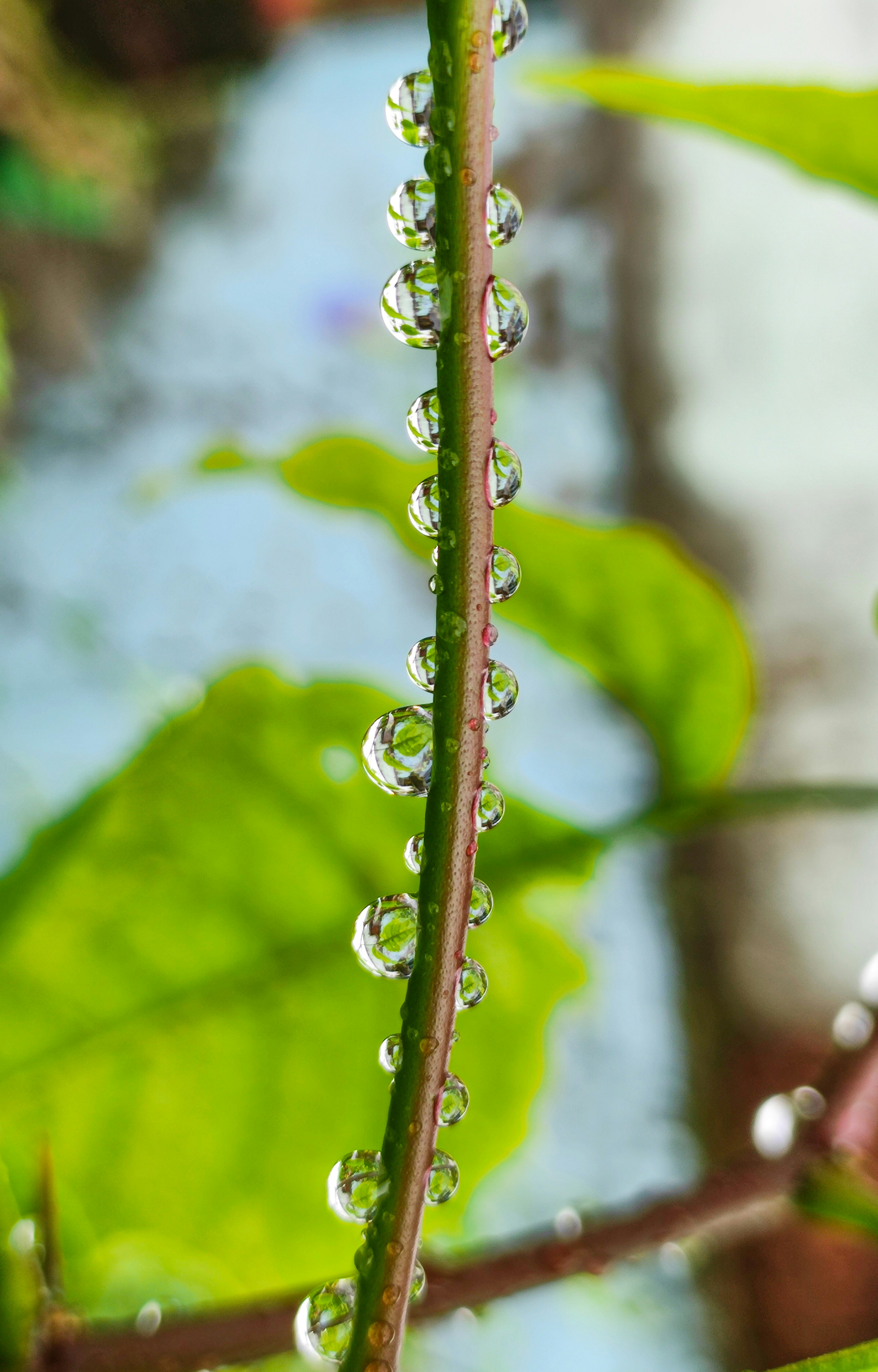 Photo by Shyamli Kashyap with Redmi Note 10 Pro