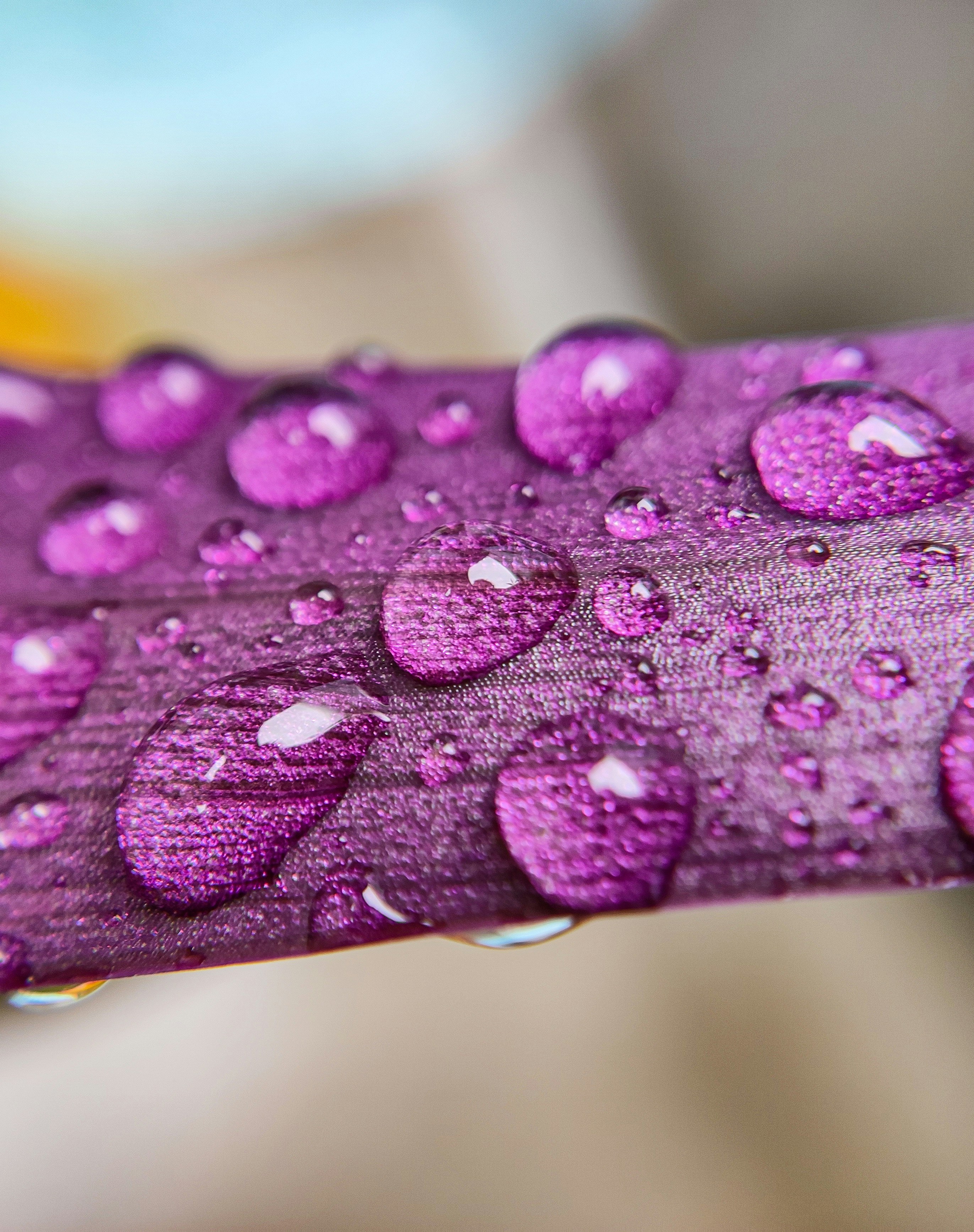 A close up of a leaf with water drops on it