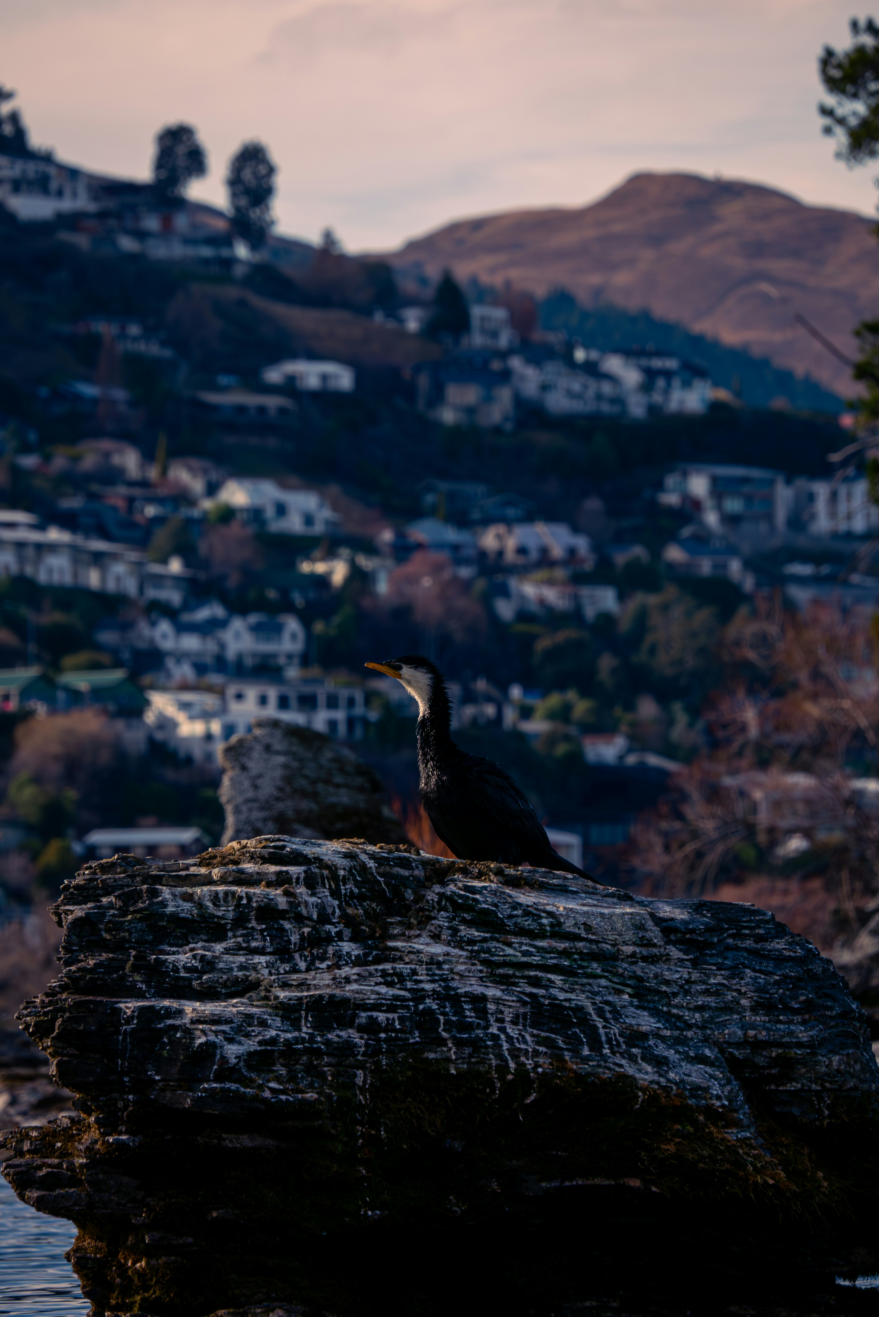 Seabird Sentinel: A Cormorant Watches from a Coastal Cliff