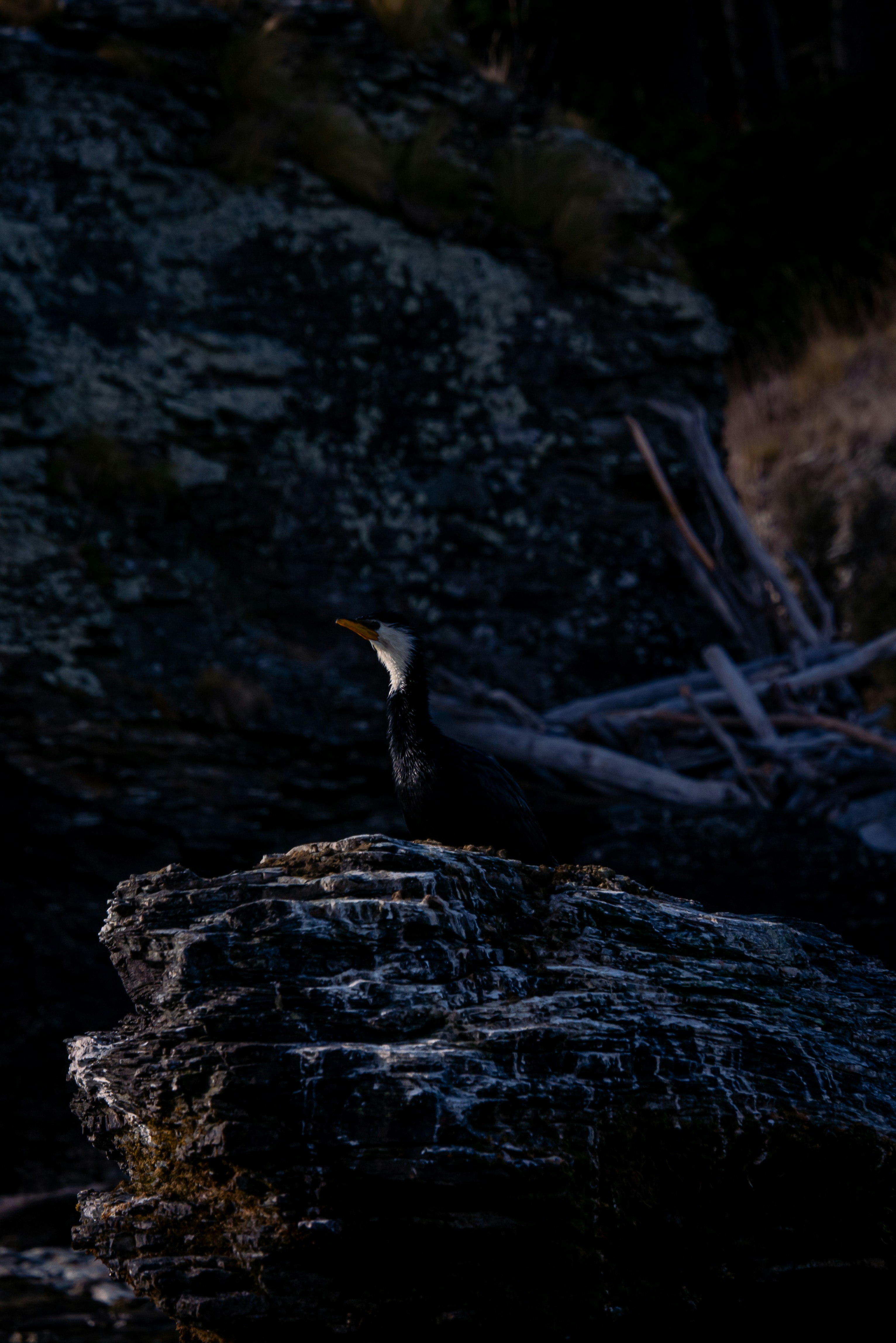 Twilight Sentinel on a Weathered Rock