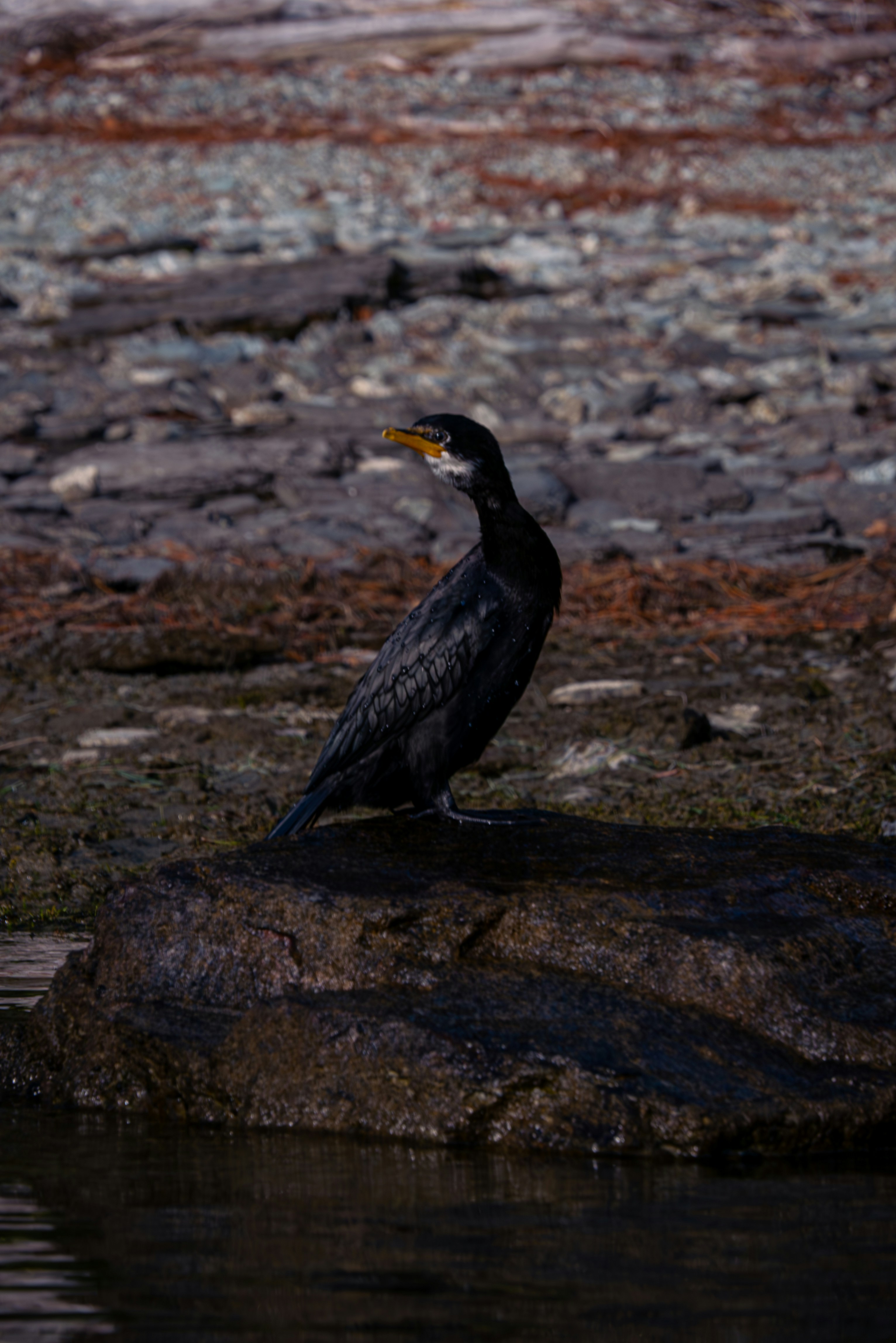 Cormorant Perched on a Wet Rock at Dusk