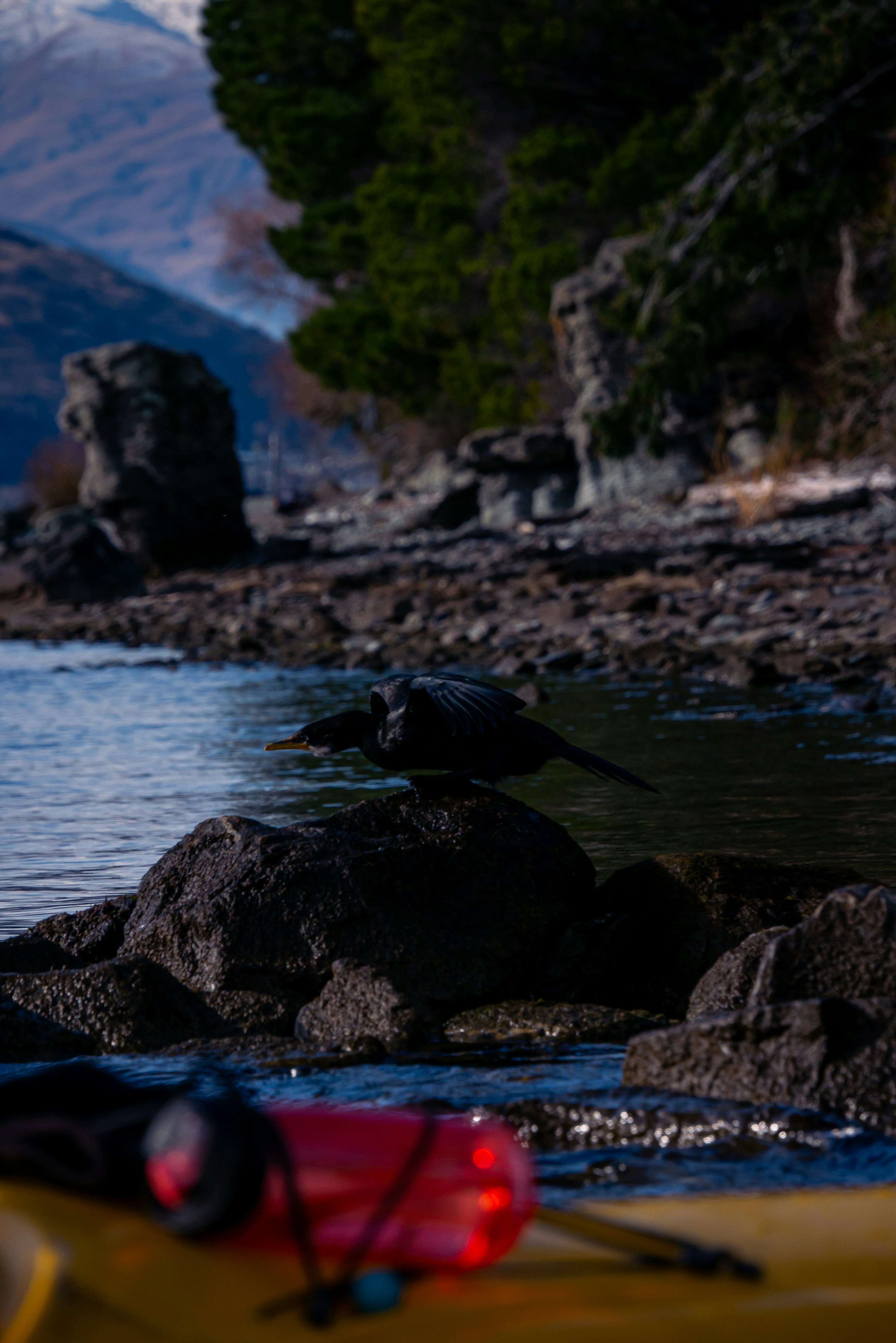 Cormorant Sentinel on a Dusk-Shore Rockscape