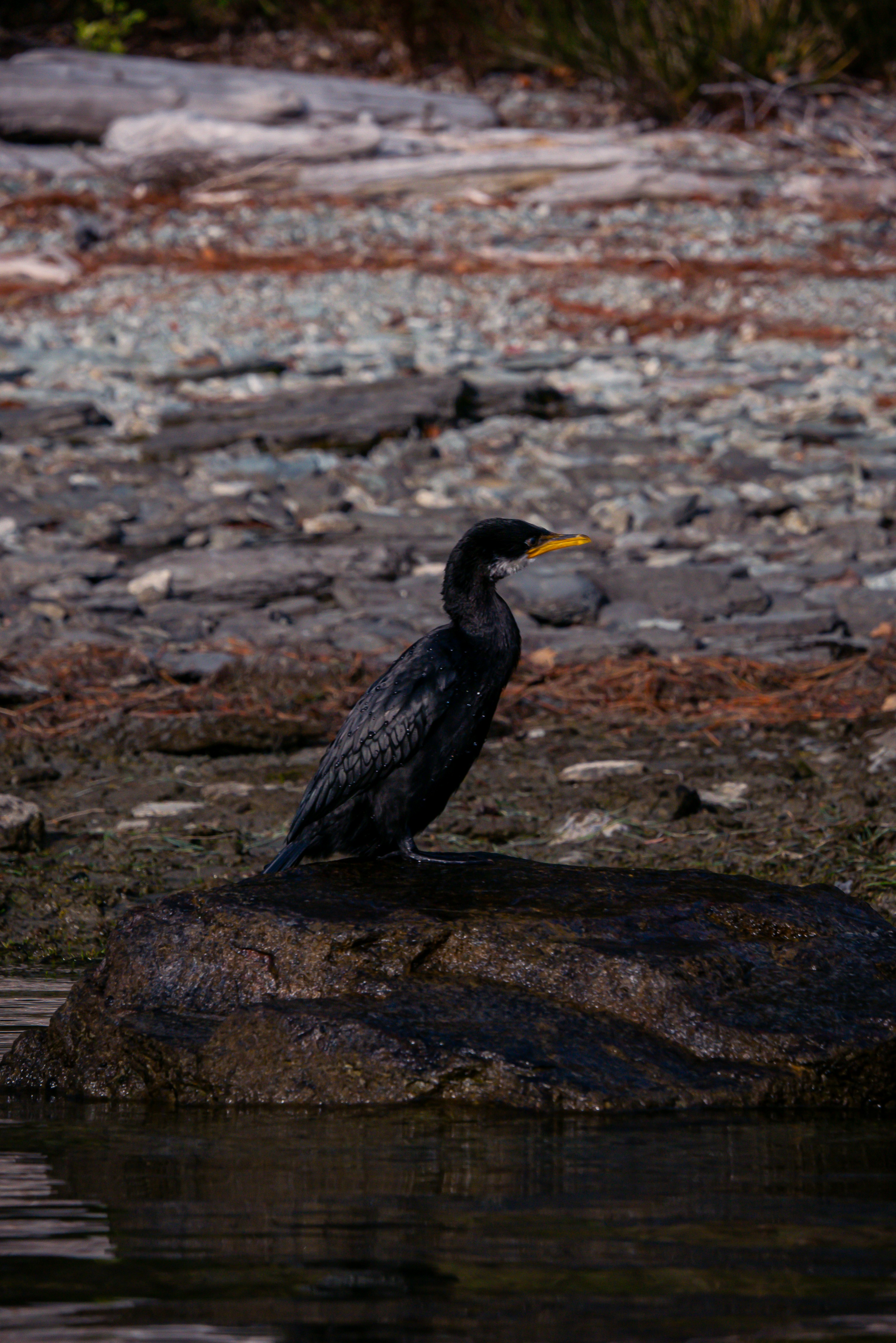 Cormorant on a Weathered Rock: Quiet Watch by the Tidal Shallows