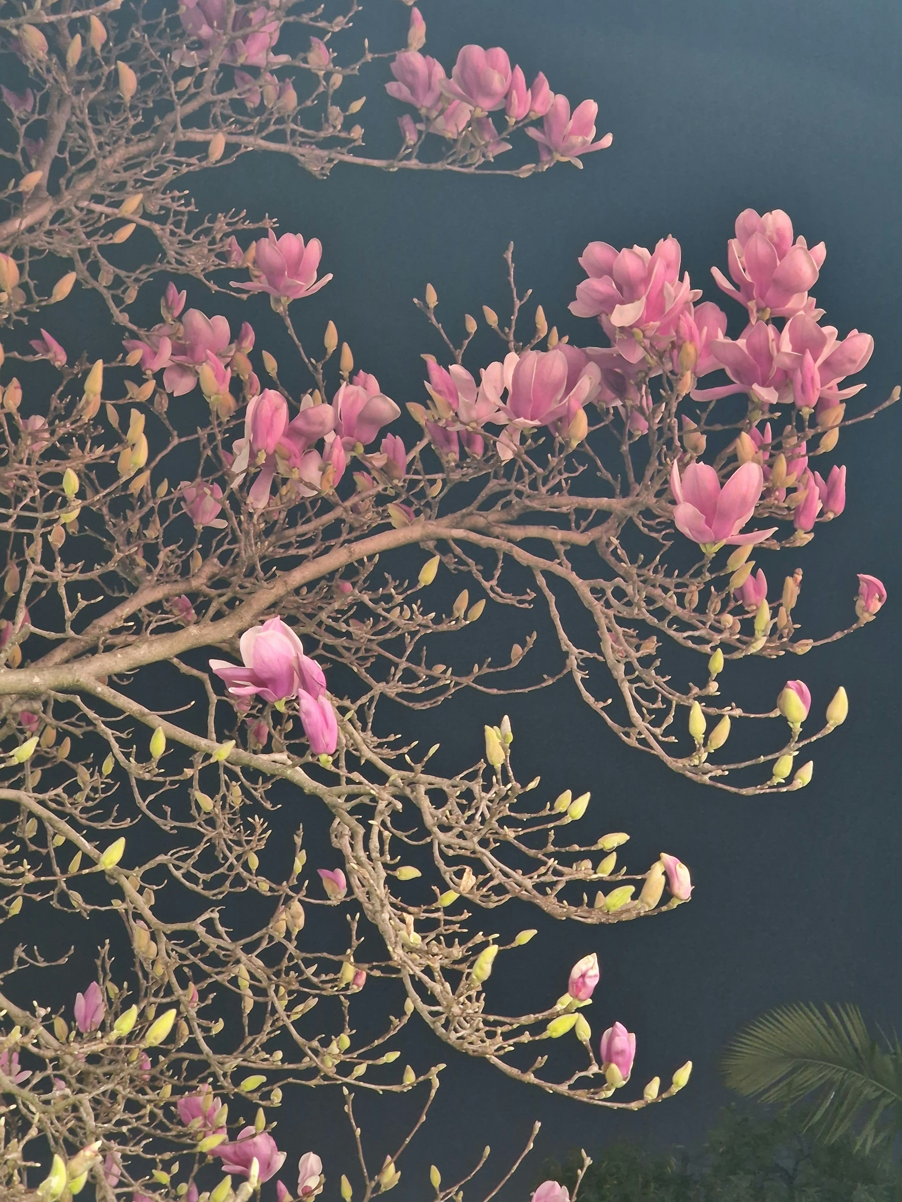 Moonlit Magnolia on a Night-Blue Canvas