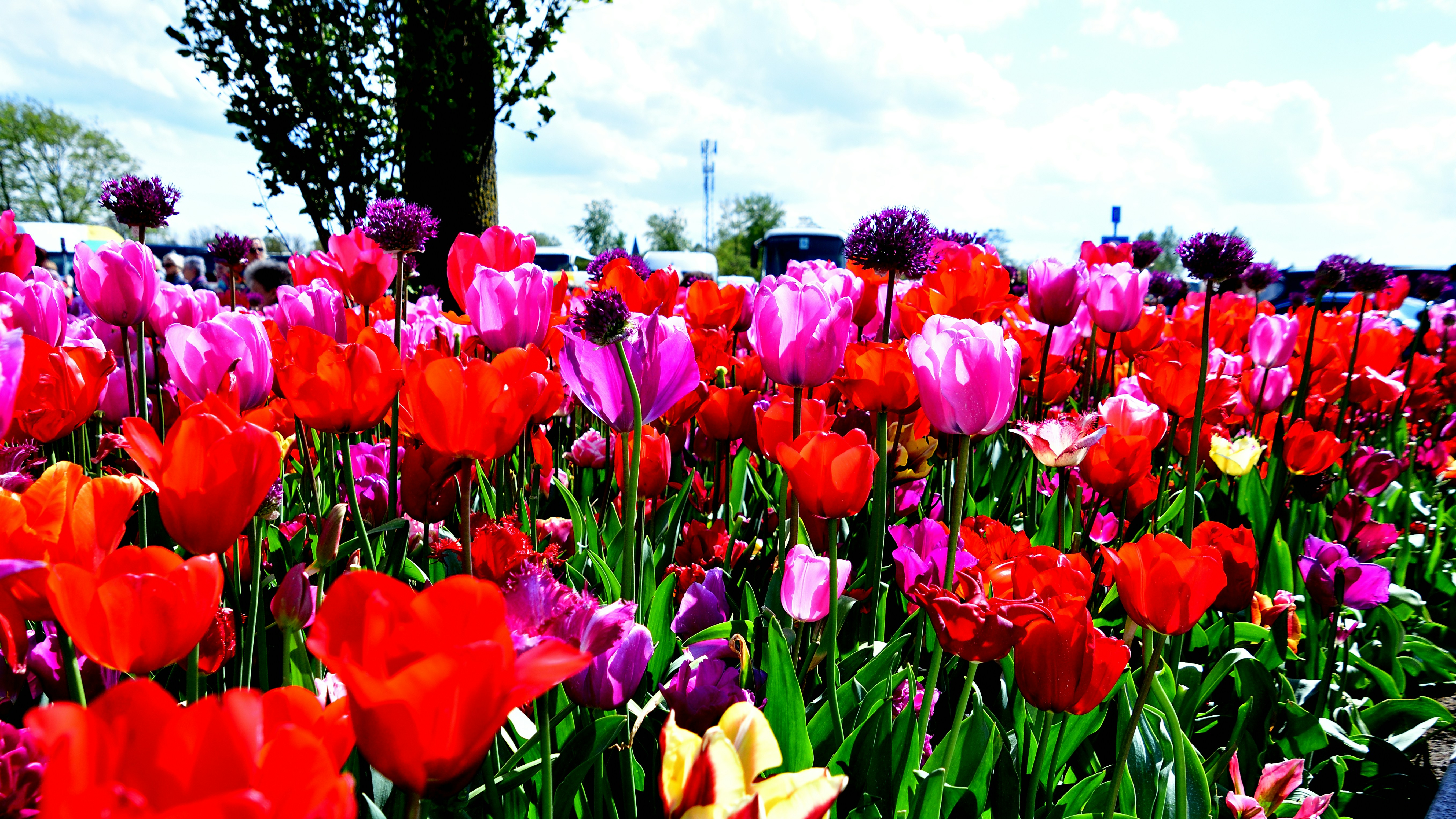 Un campo lleno de flores rojas y moradas foto – Imagen de Flores ...