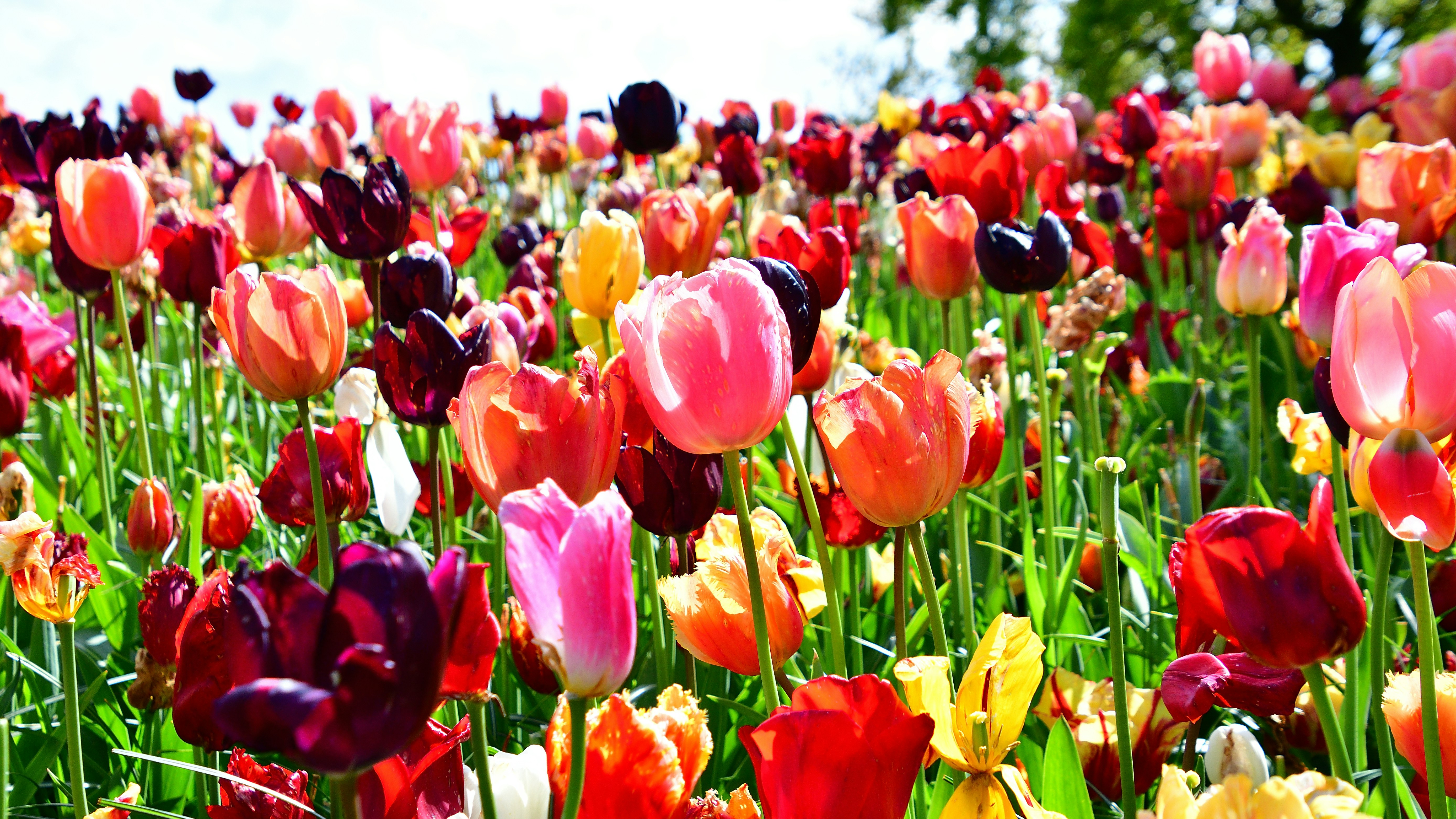 Vibrant Symphony of Tulips in Bloom