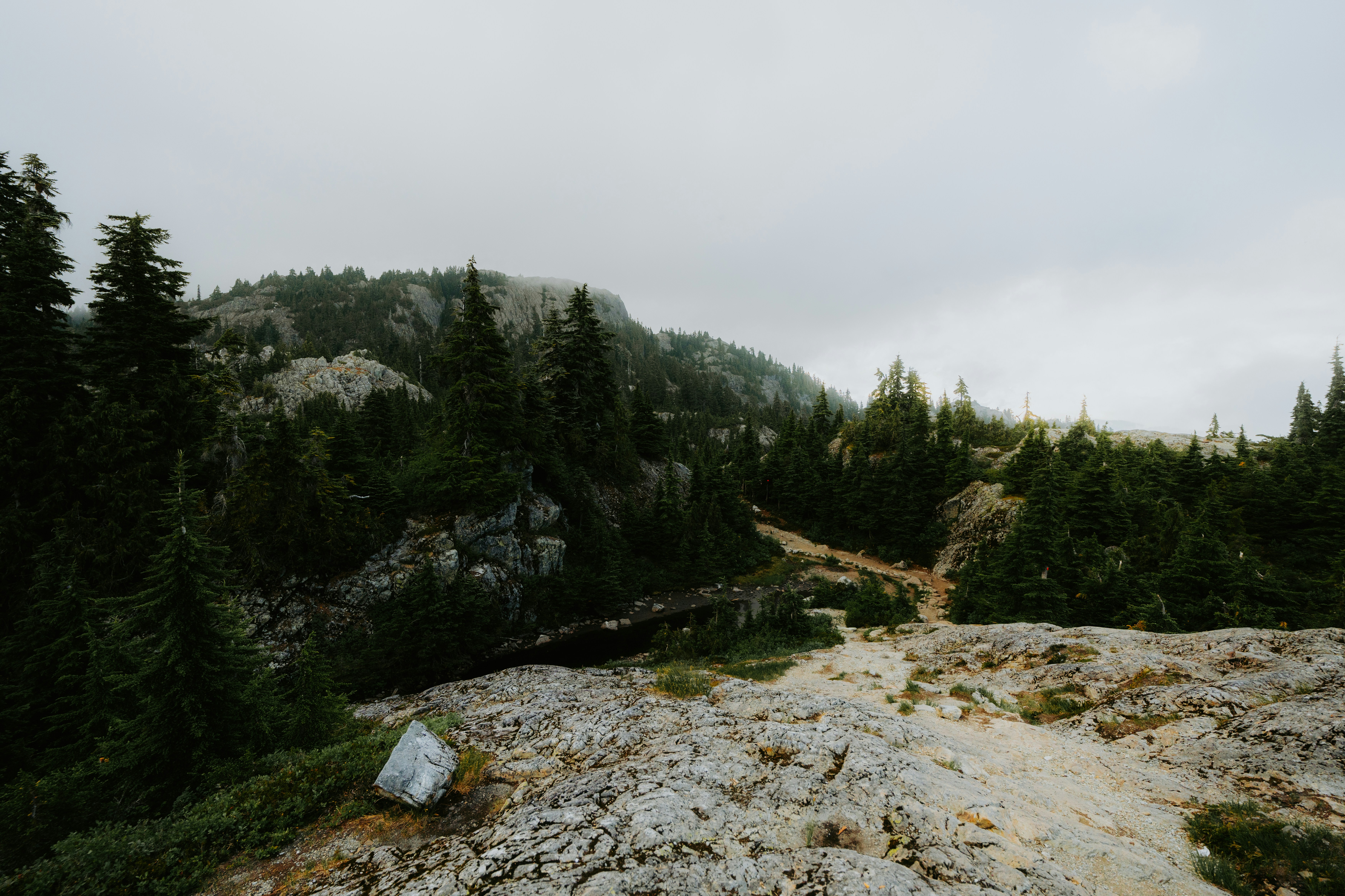 Rugged Ridgeline: Rocky Terrace Leading into Pine Dunes