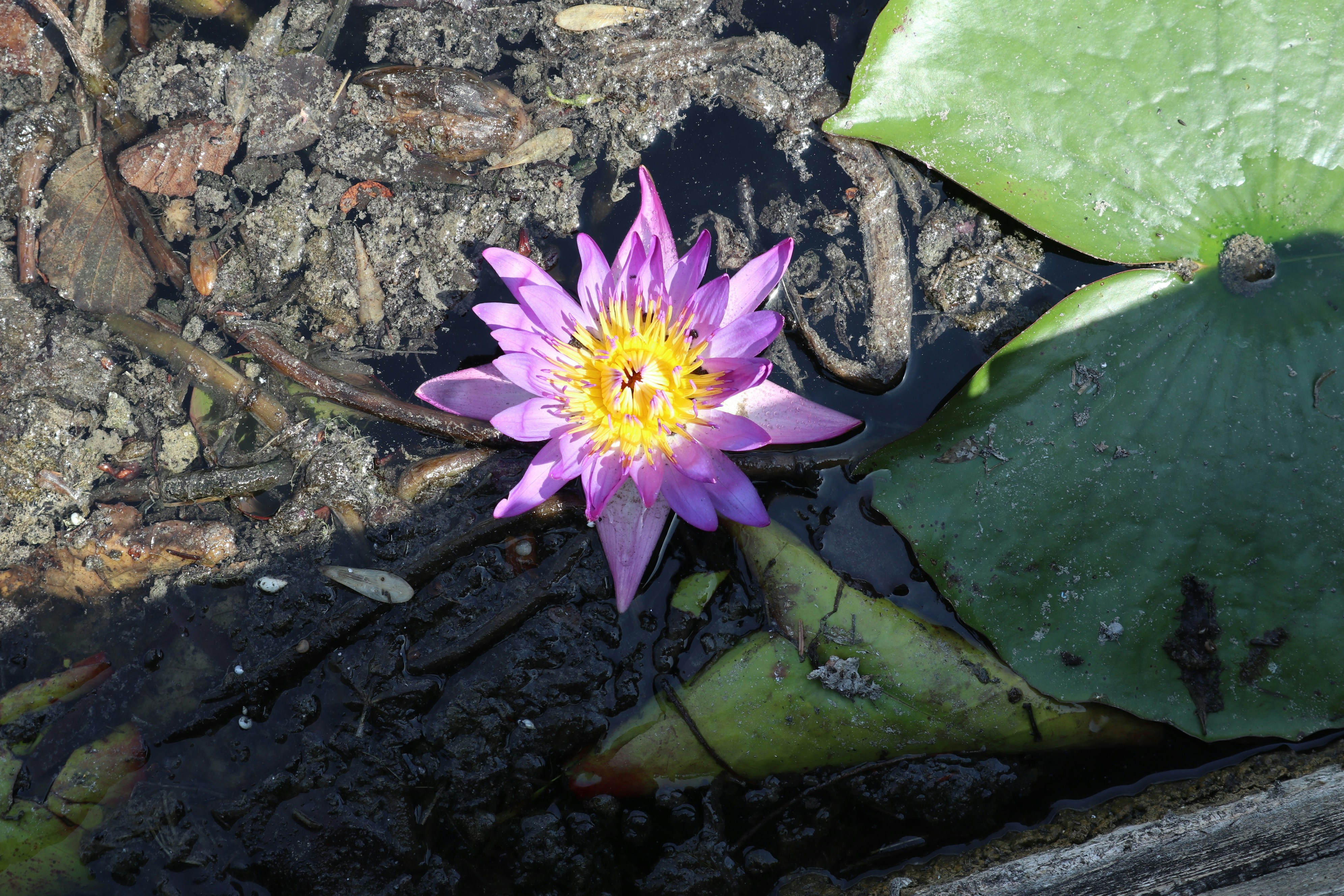 A purple flower is blooming in a potted plant photo – Free Hungary ...