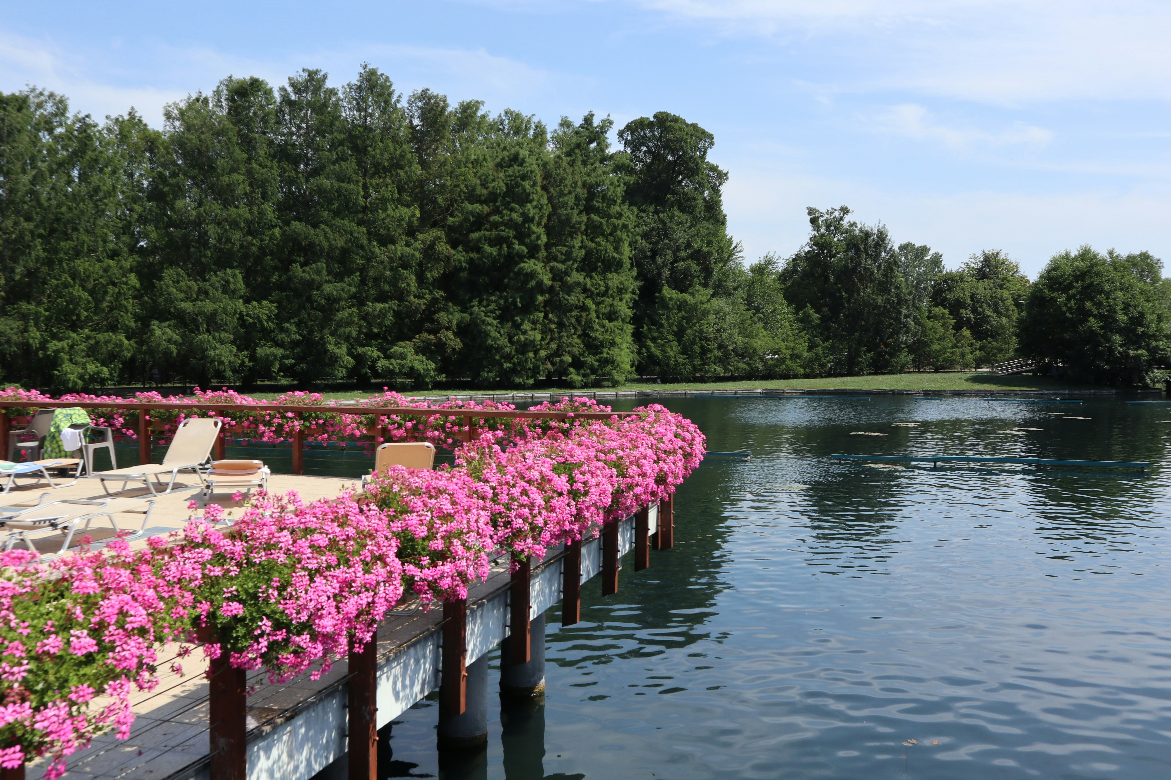 Petaled Pier: Pink Blooms Framing a Quiet Lake Walkway
