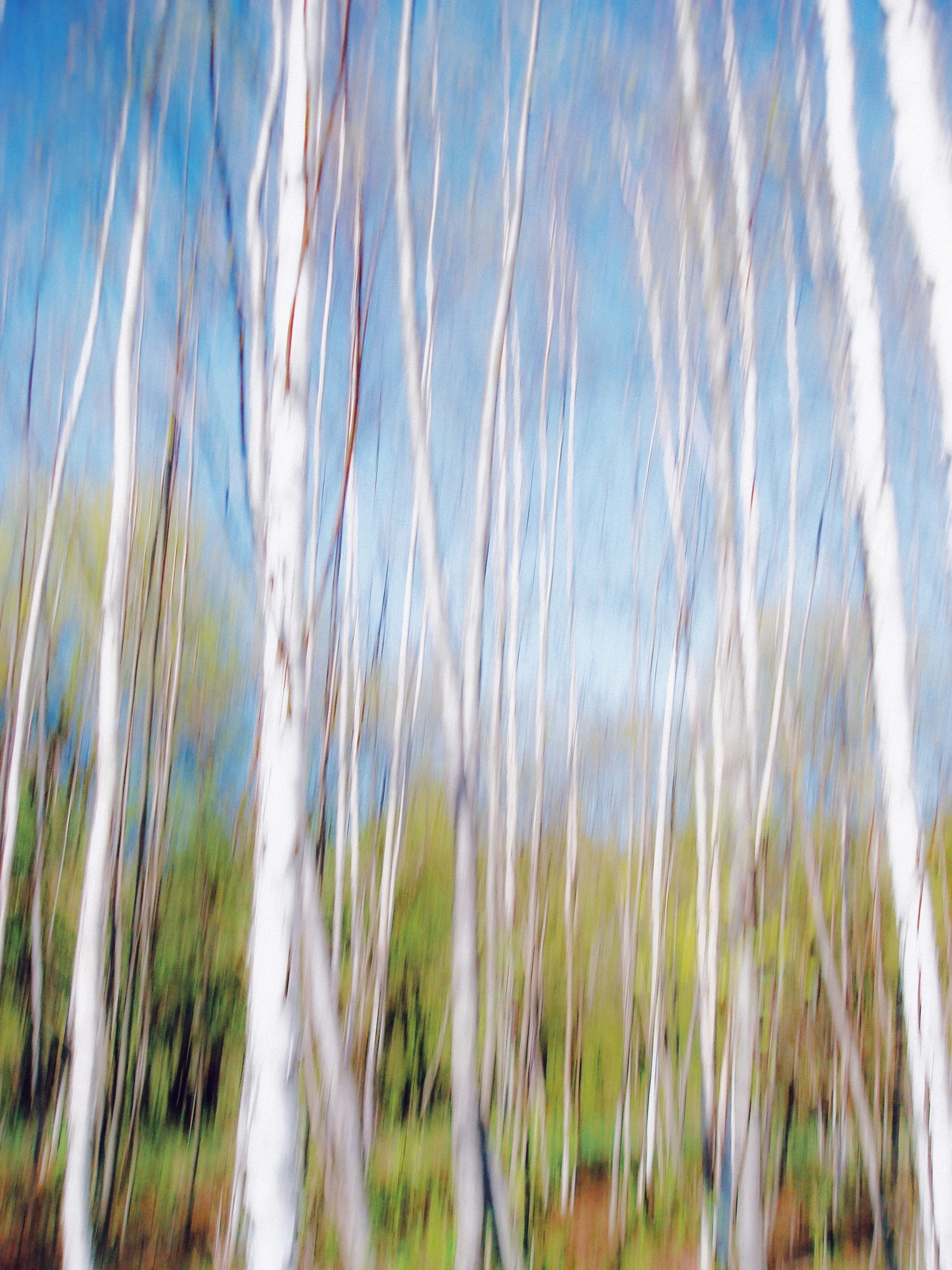 A blurry photo of a forest filled with trees photo – Free Experimental ...