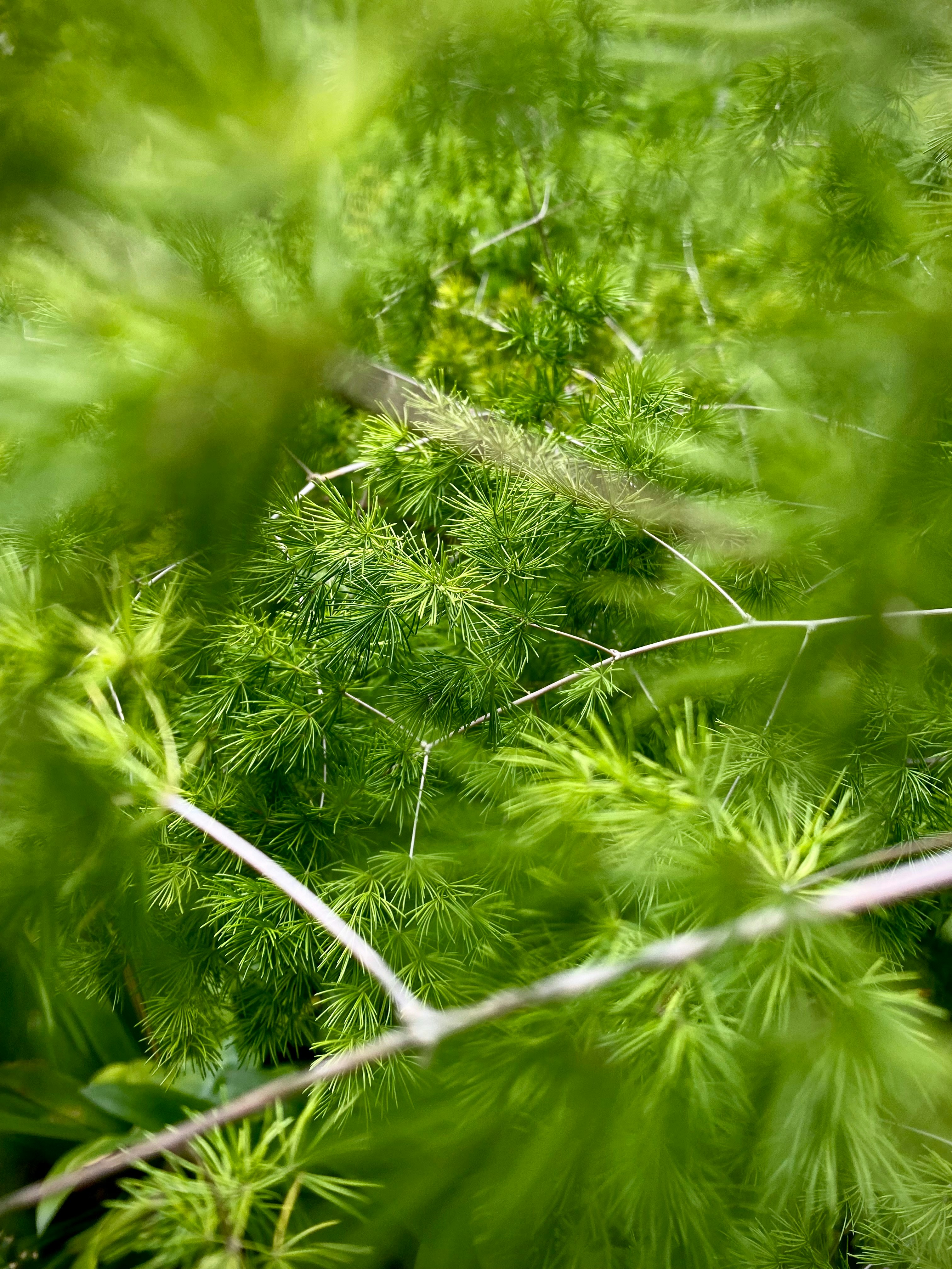 Emerald Needlework: Close-Up on Pine Frond Micro-Texture