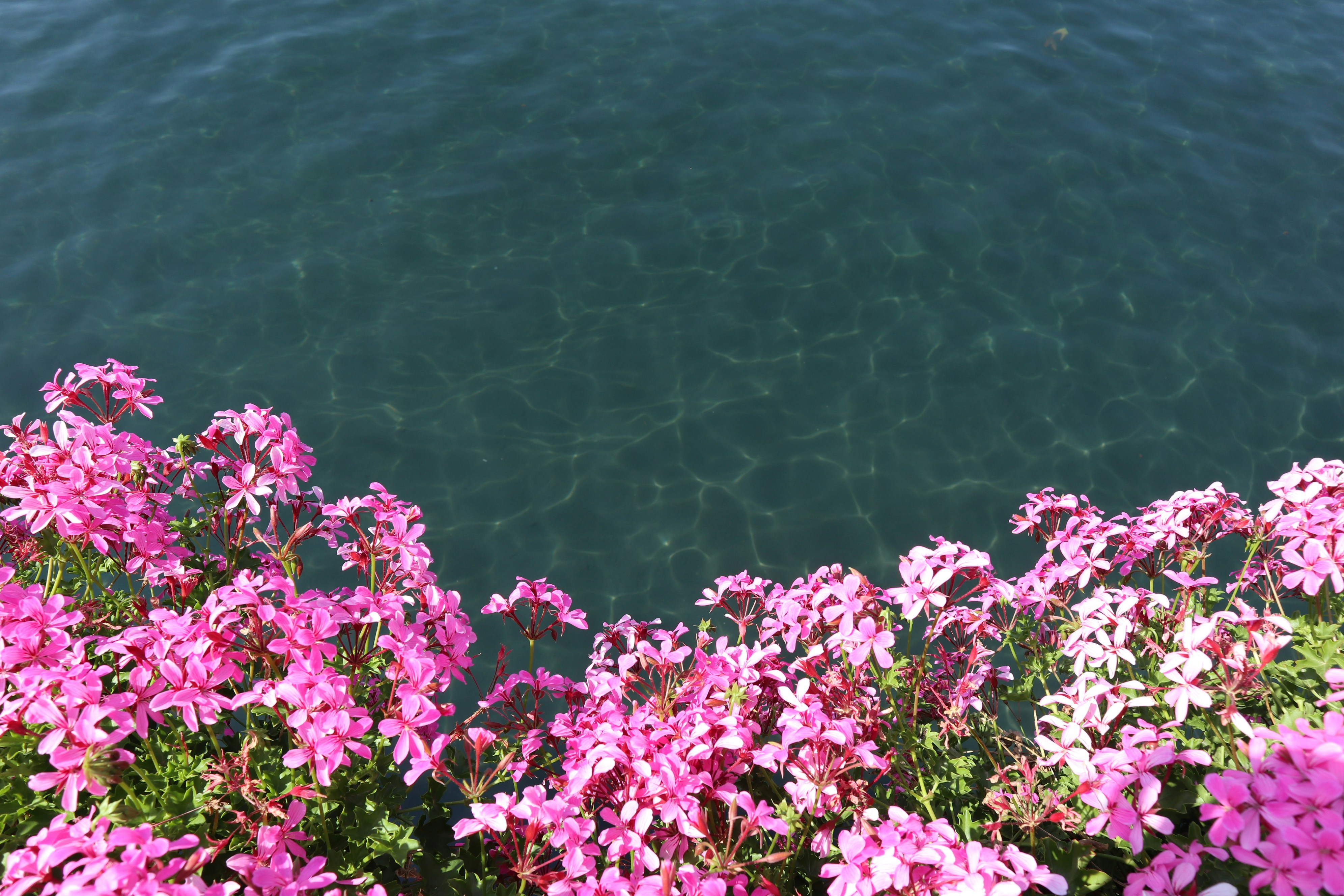 Petals at the Edge: Pink Border Framing Quiet Blue Waters