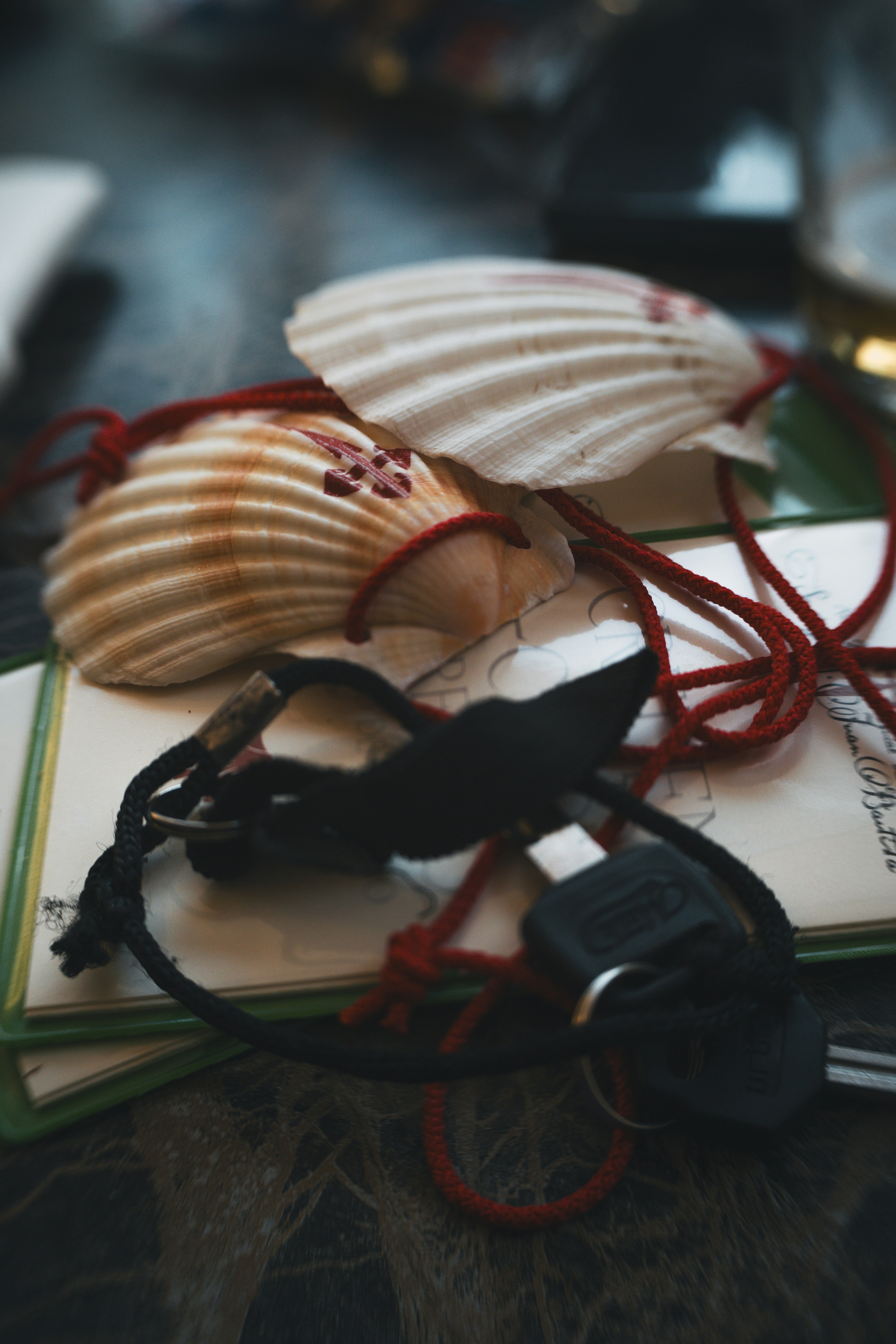 Shells and Strings: A Quiet Still-Life on Dark Wood