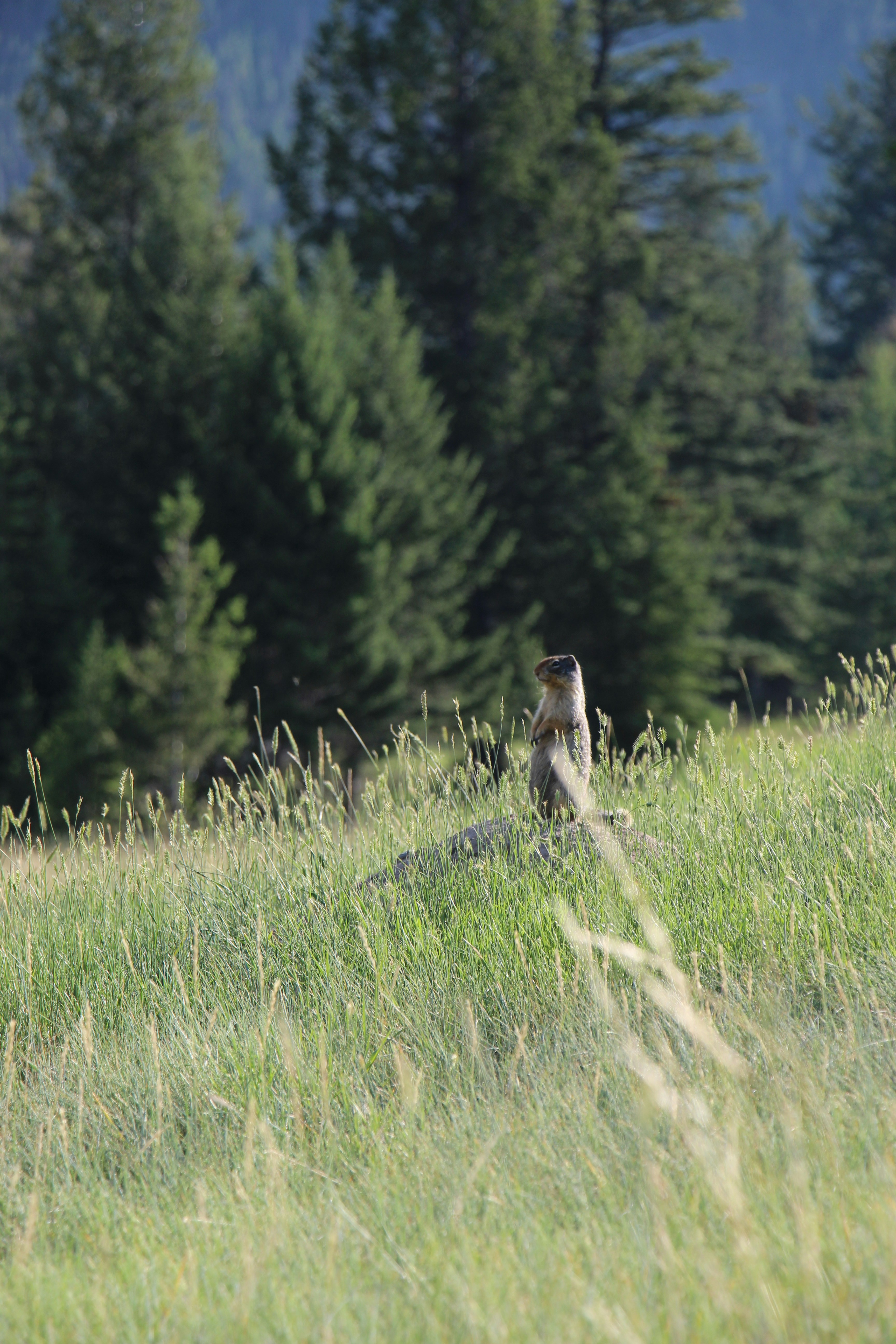 Canada, Banff, Ground Squirel