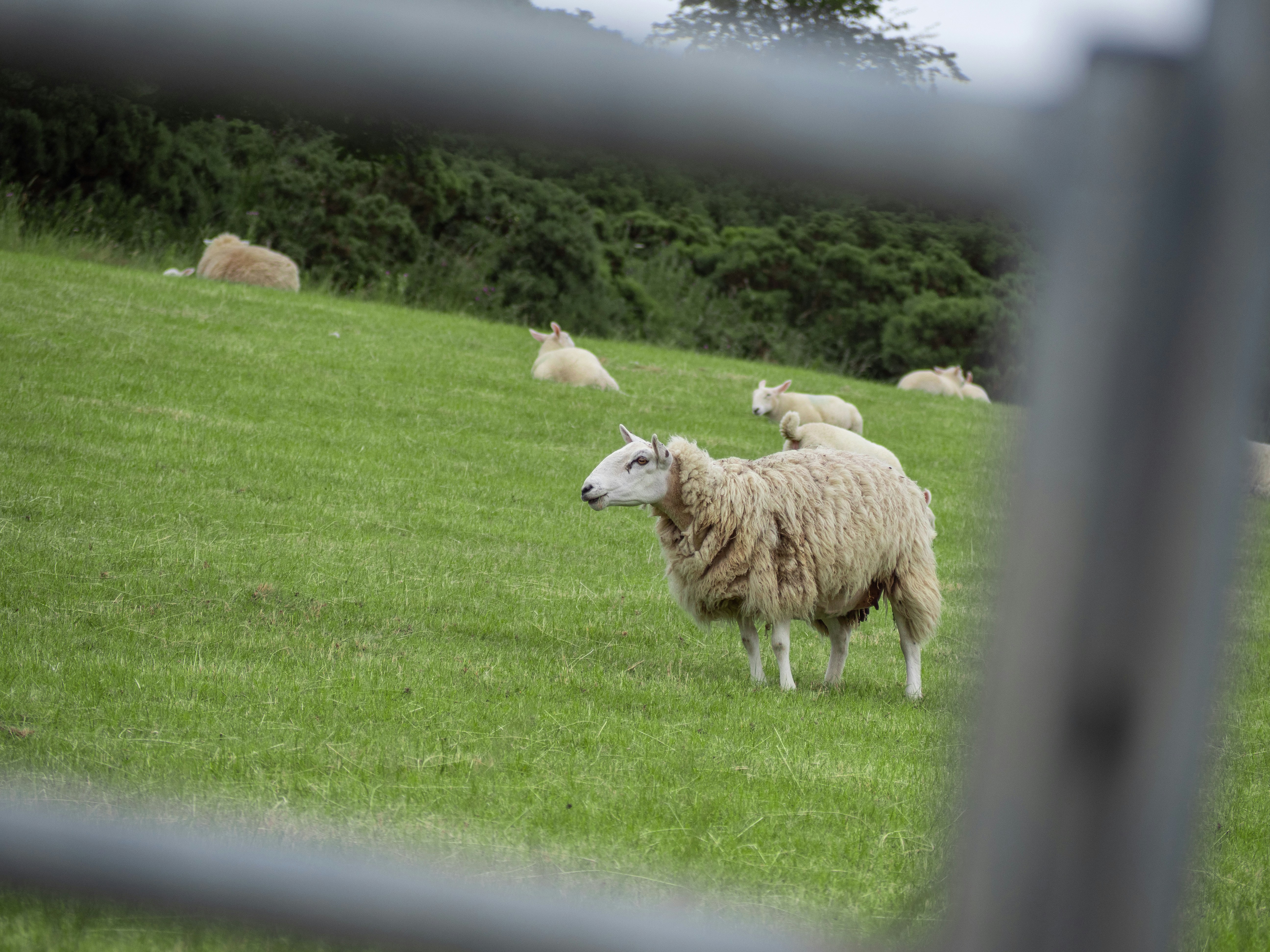 Sheep grazing in a lush green field, framed by a blurred metal fence.