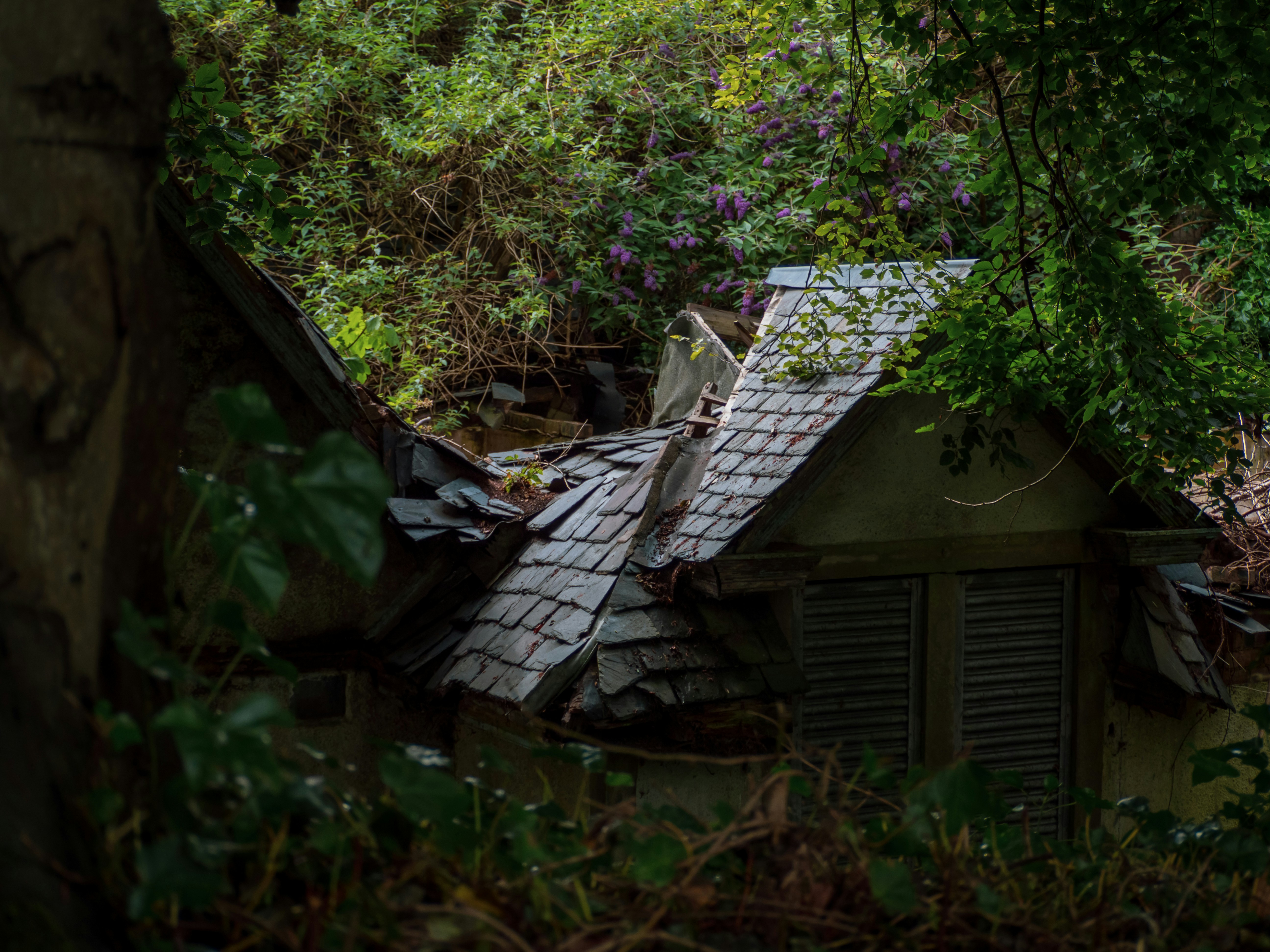 Hidden Roof, Quiet Thickets: An Abandoned Cottage Reclaimed by Green