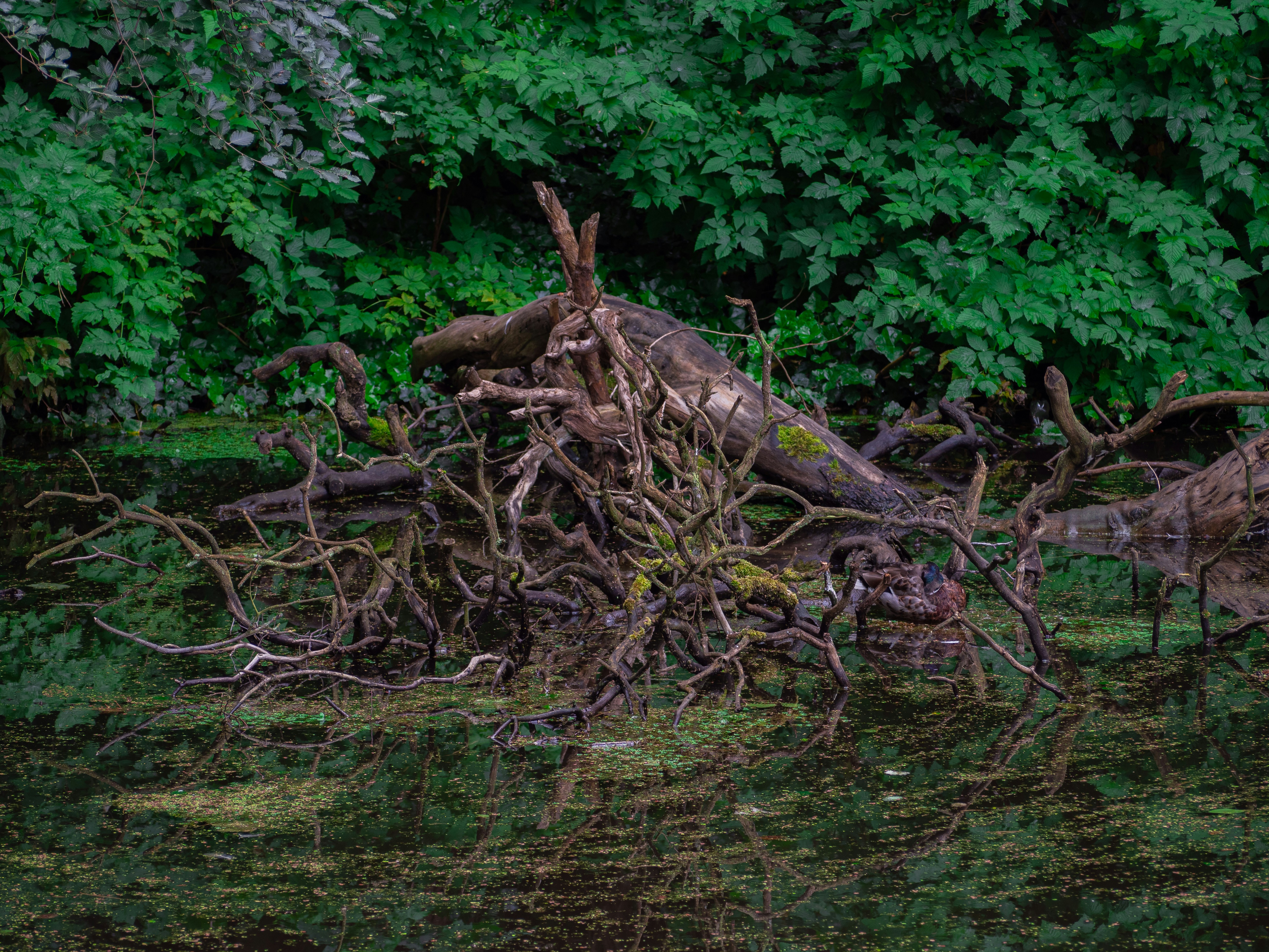 Tangled Time in a Quiet Pond: Fallen Branches Rest Amid Green Reflections