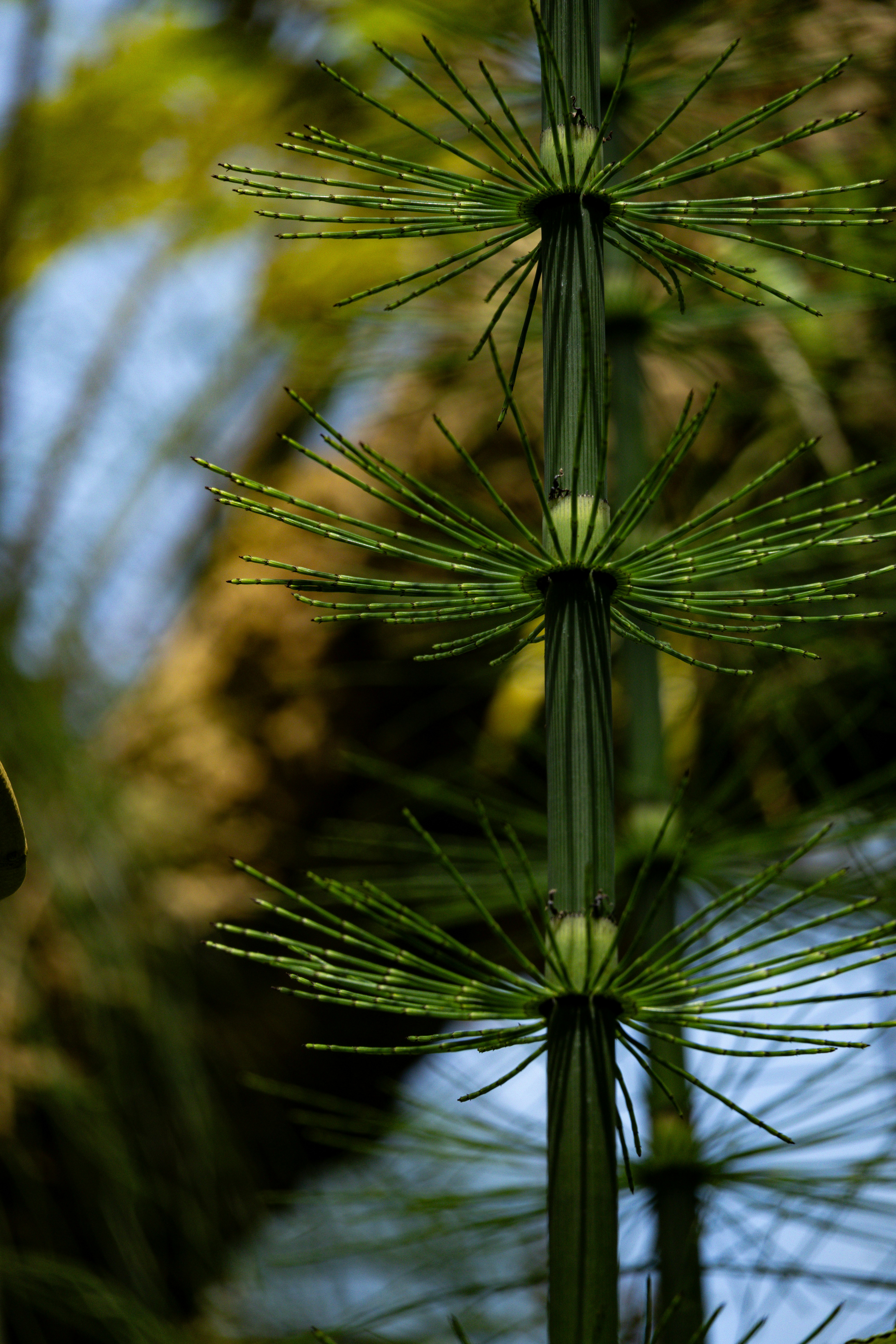 Spoked Ferns Rising: A Vertical Macro Study of Radiating Green Segments