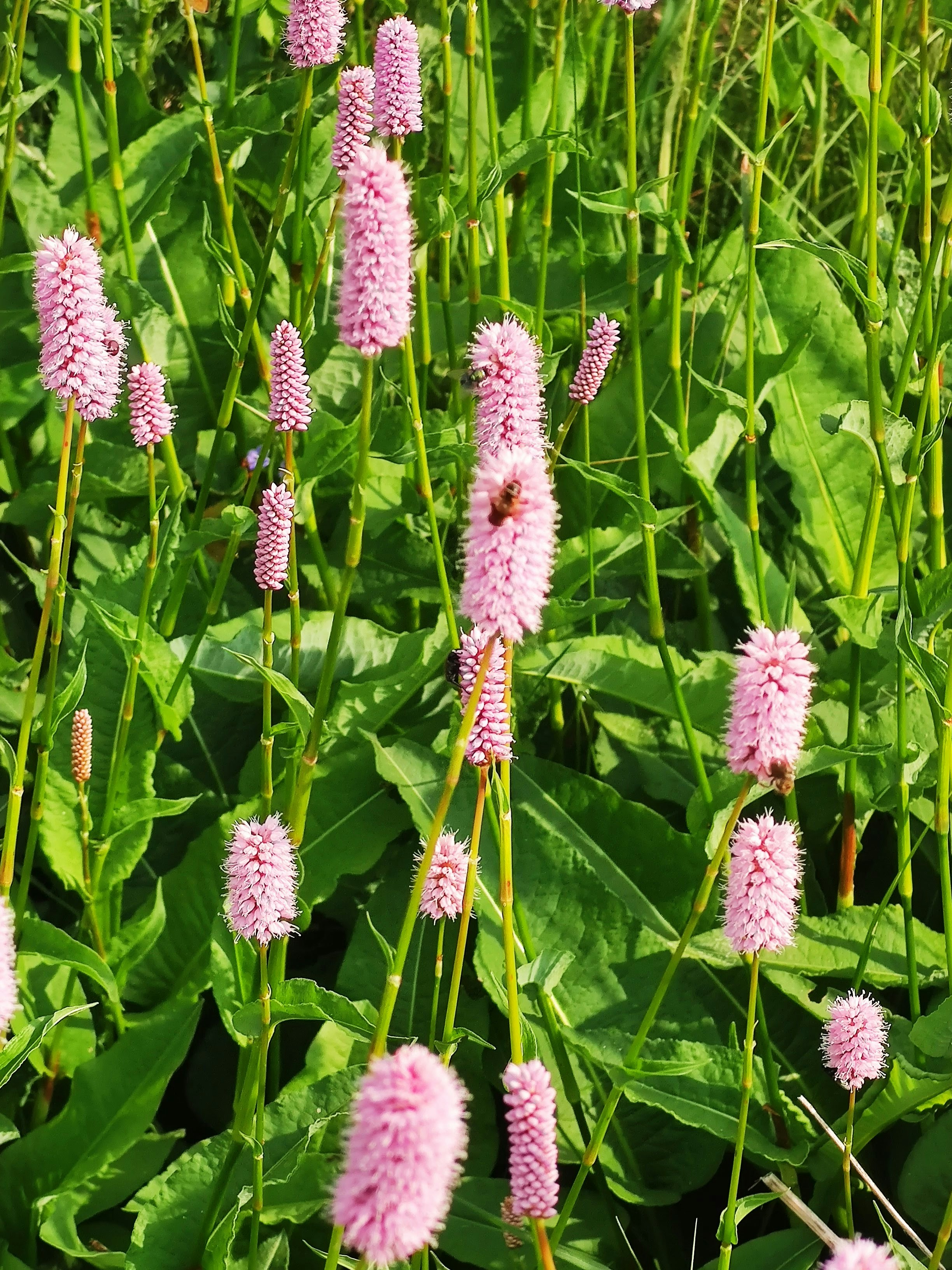 Sunlit Pink Bottlebrush Field Amid Dense Green Foliage