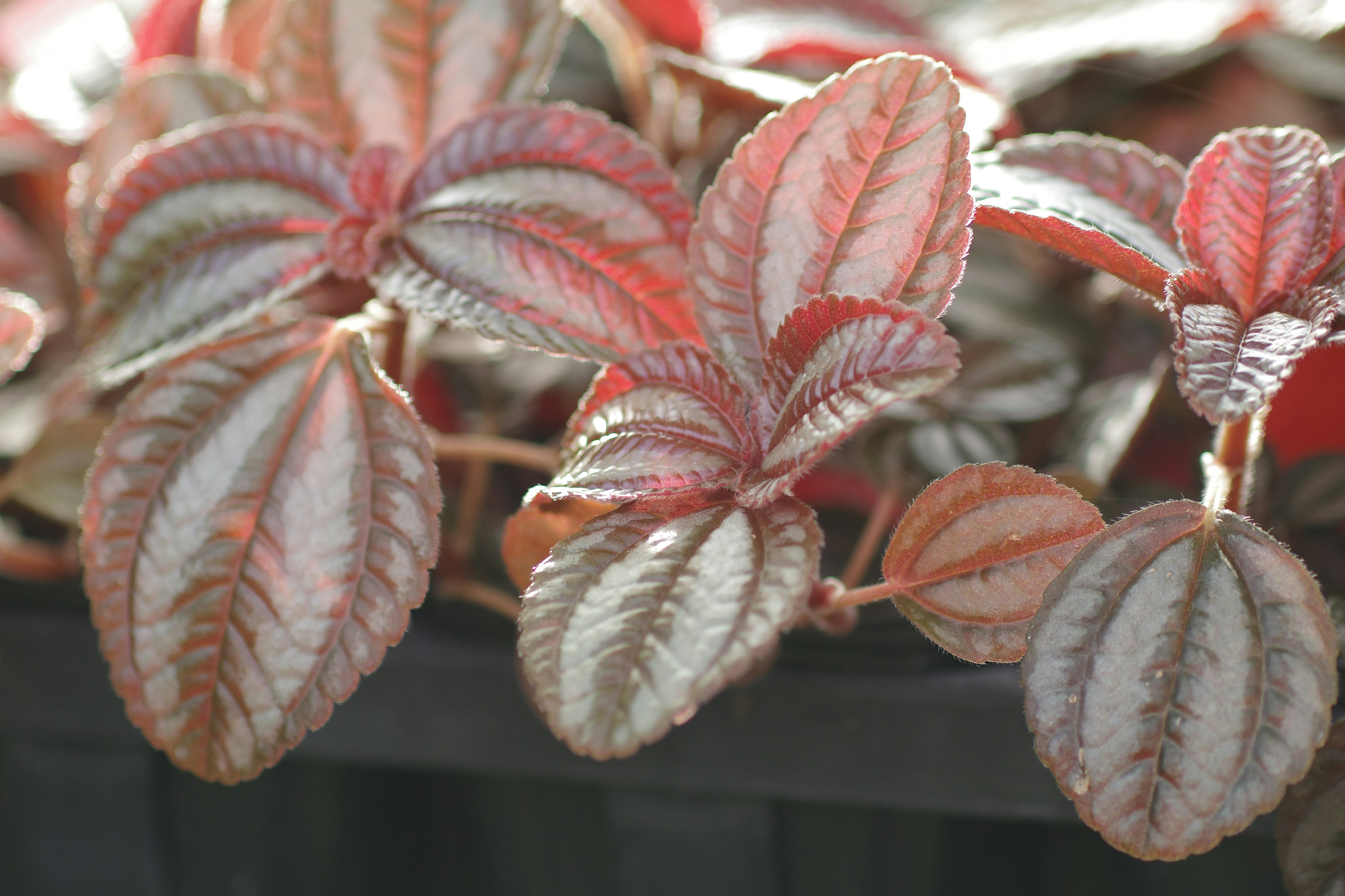 A close up of a plant with red and white leaves photo – Free 食物 Image ...