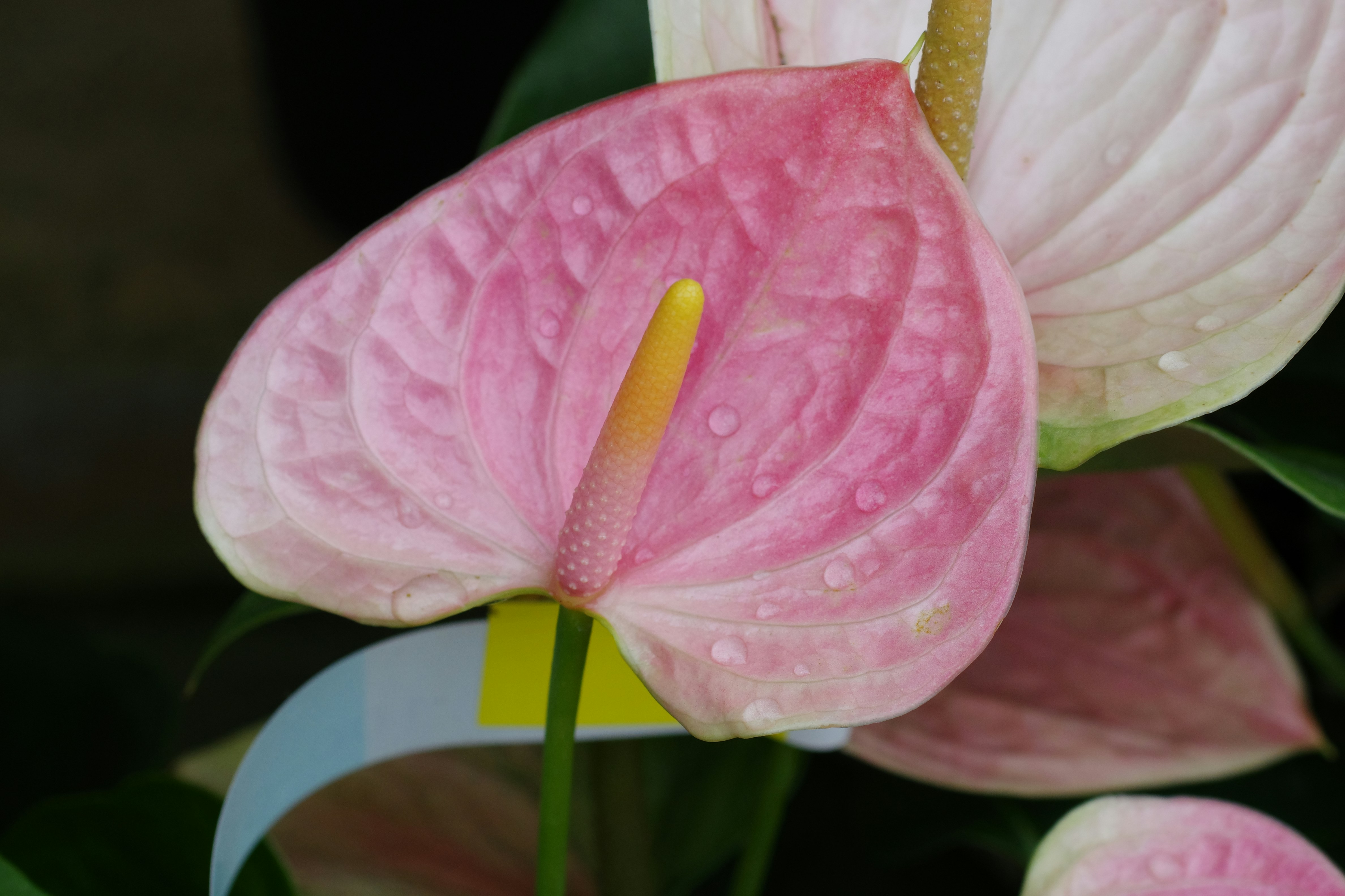 Velvet Pink Anthurium: Dew-kissed Petals Embrace a Sunlit Spadix
