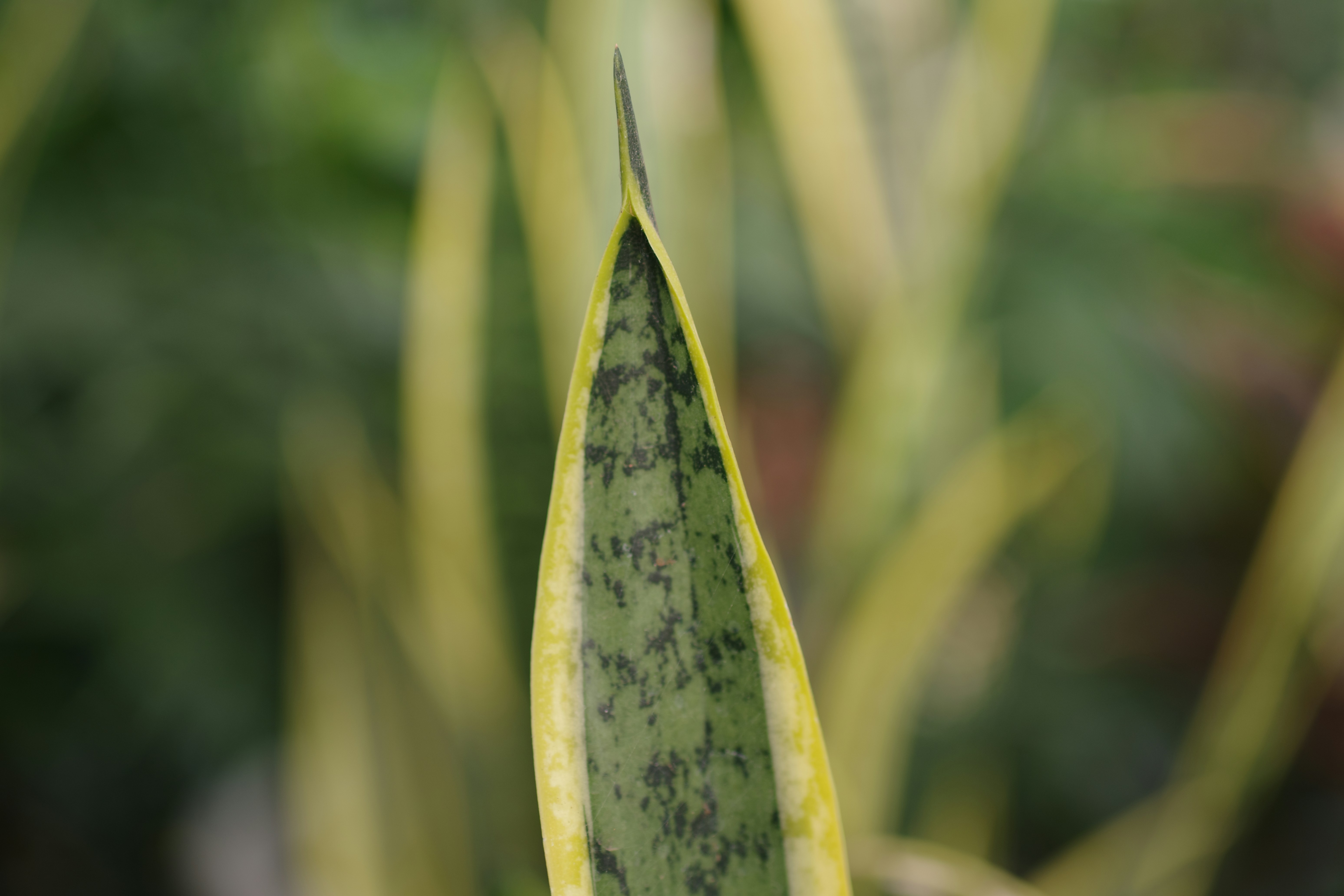 Central Leaf Sword: A close-up portrait of a variegated plant leaf