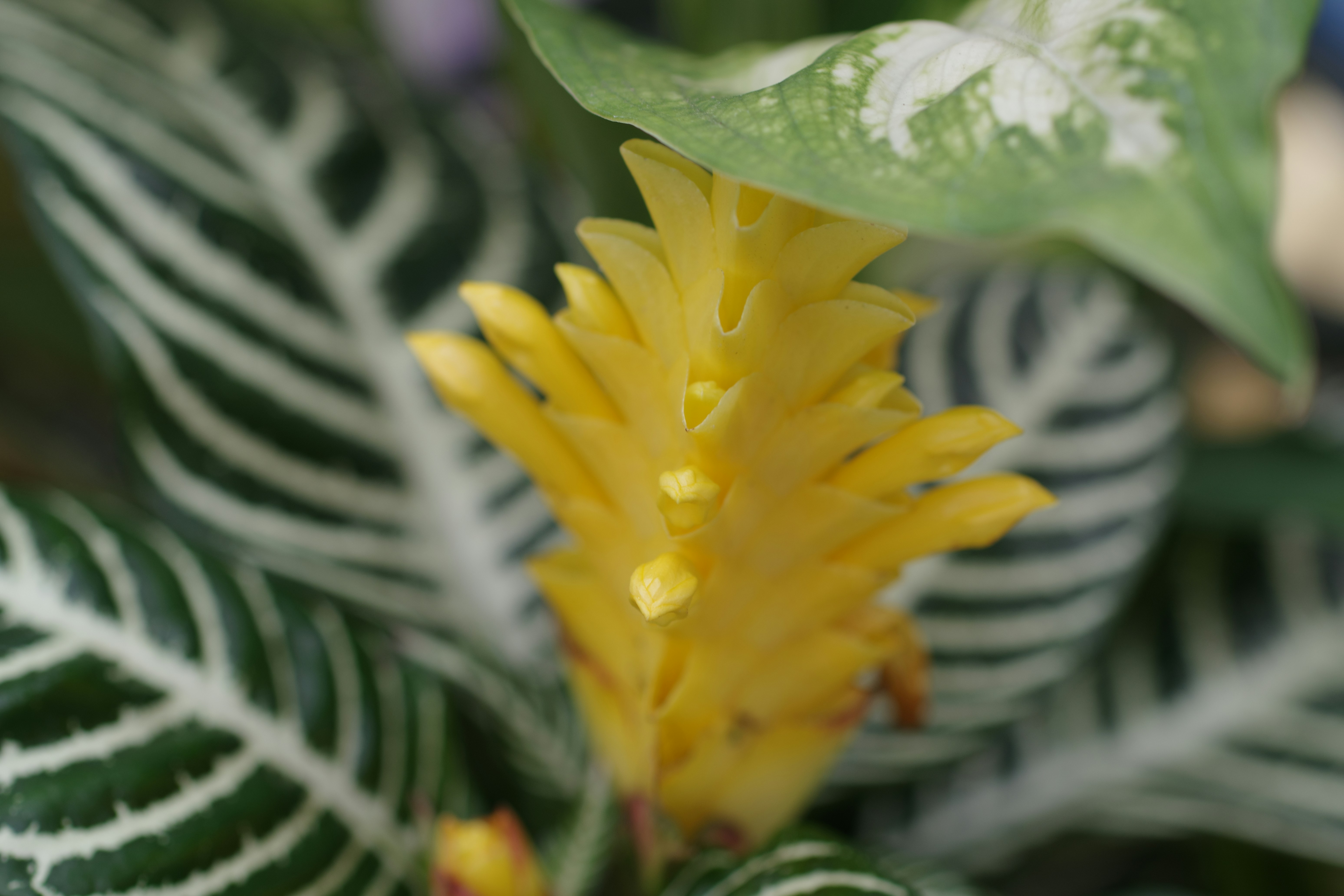 Golden Spike Rising Amid Striped Foliage