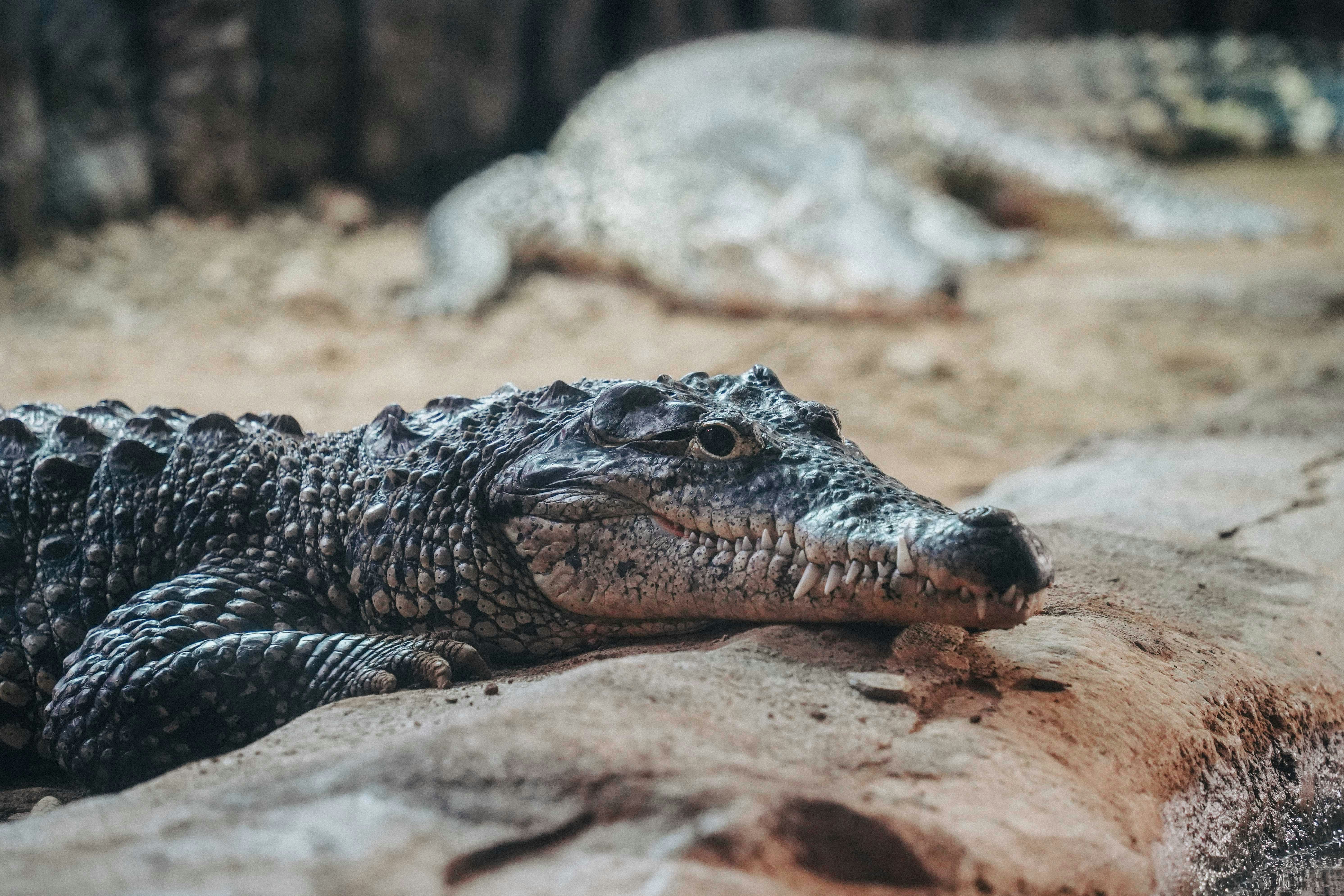 A large alligator laying on top of a rock photo – Free Crocodile Image ...