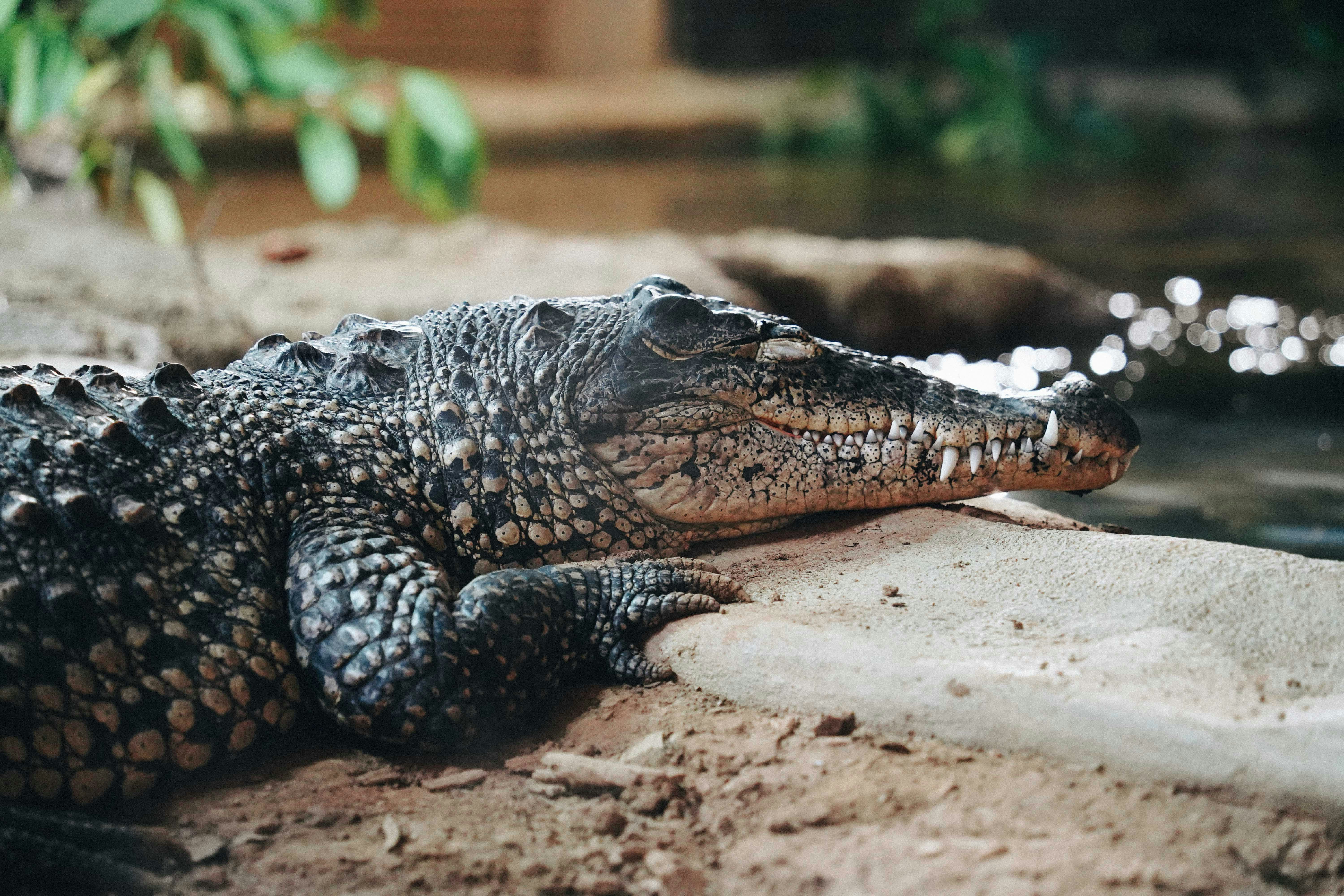 500+ Krokodil Bilder | Laden Sie kostenlose Bilder auf Unsplash herunter