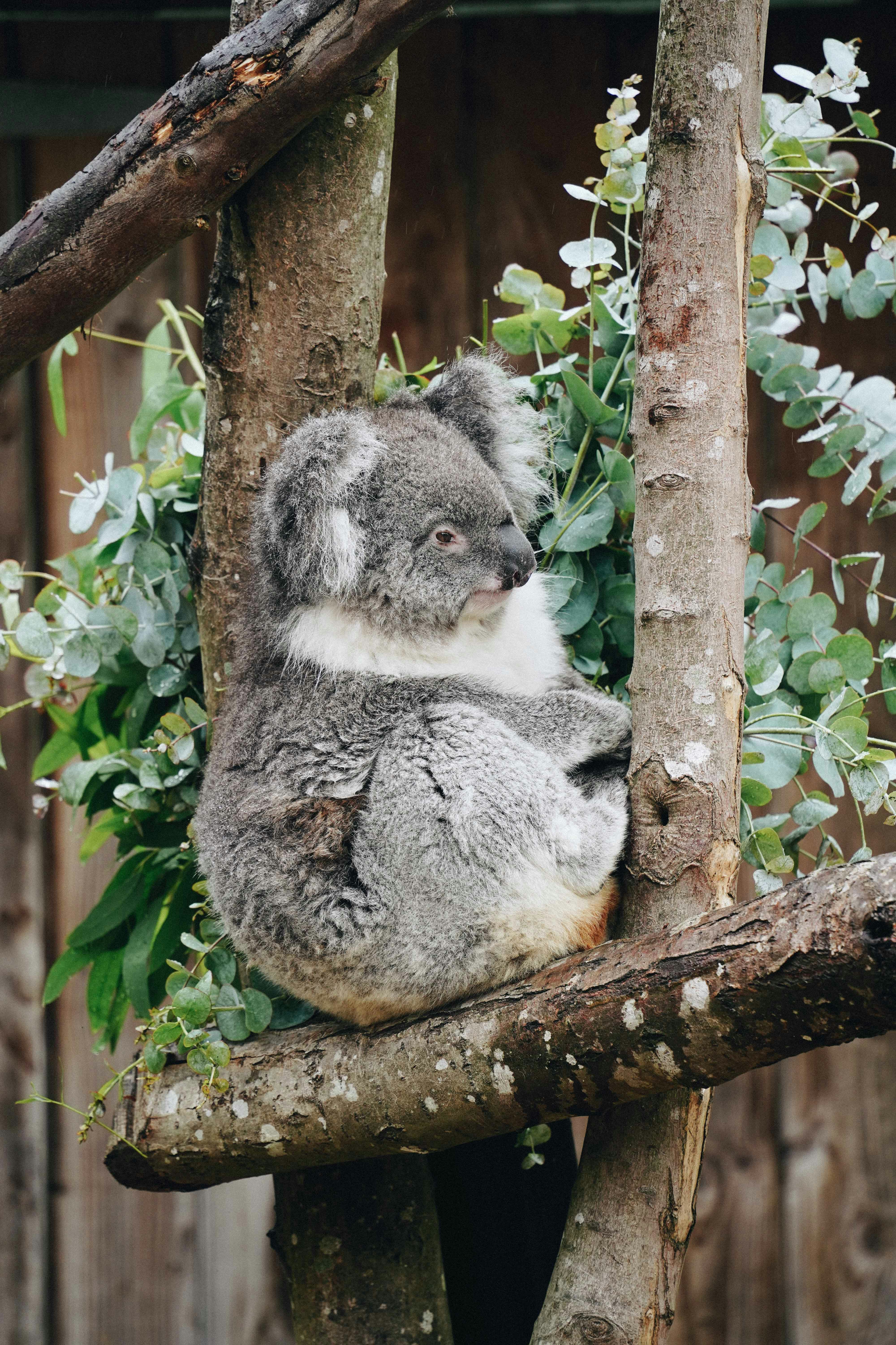 Koala's Tranquil Nook: Resting on a Sunlit Branch Among Eucalyptus