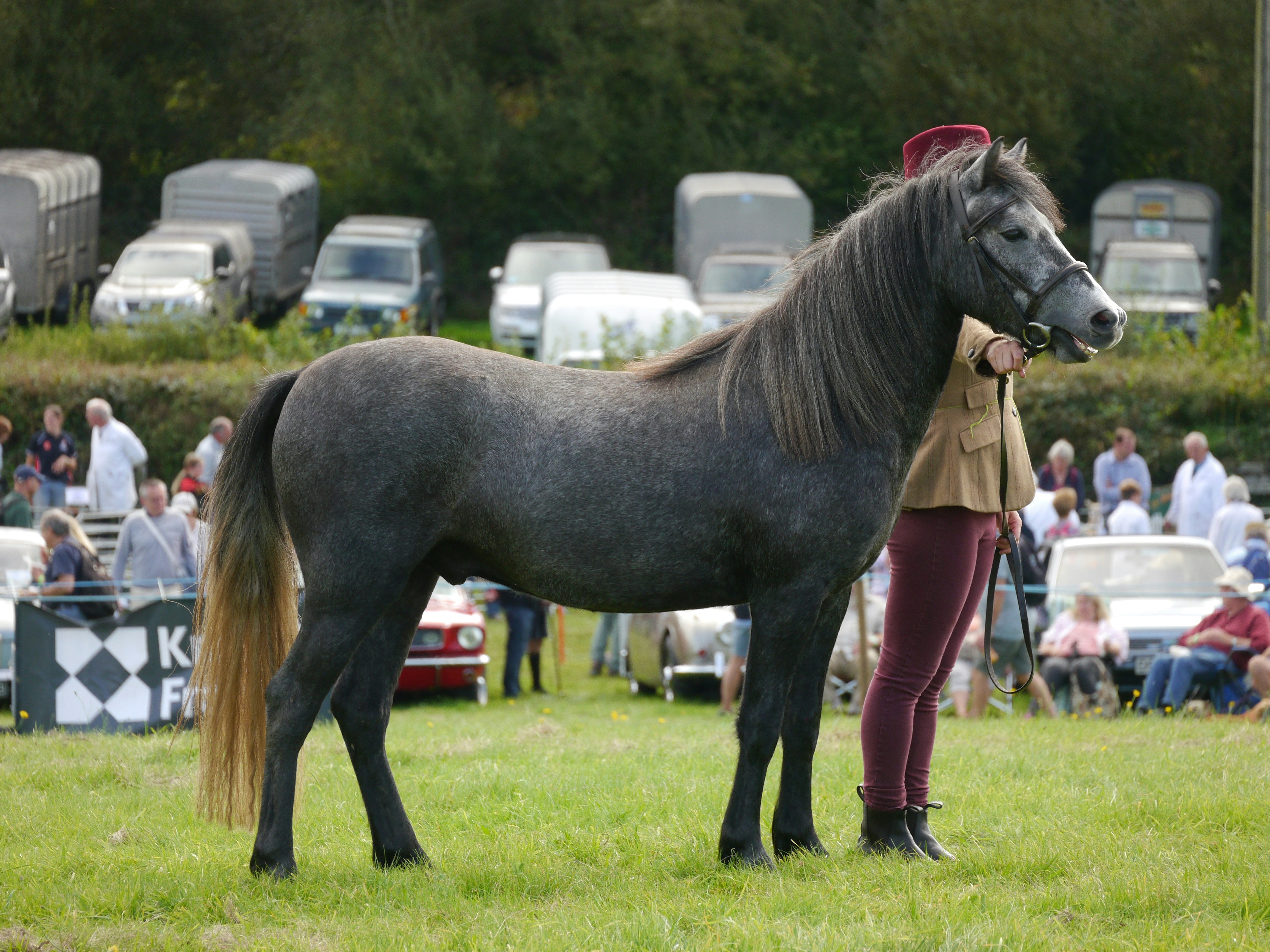 Quiet Poise in the Show Ring: A Gray Horse and Its Handler