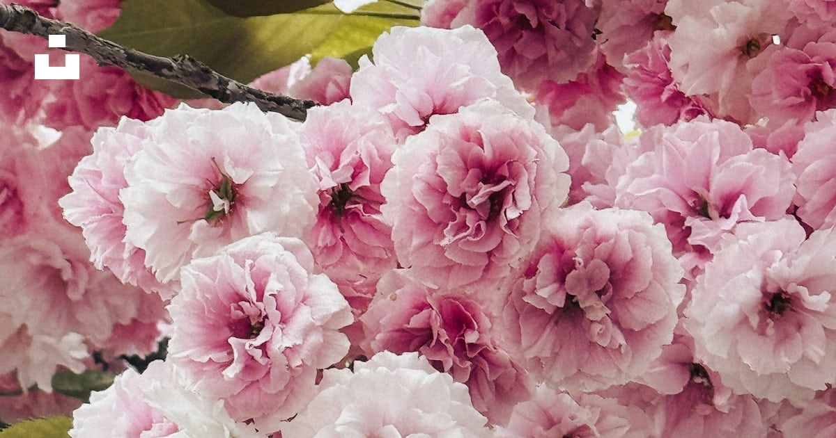 木の枝にピンクの花が咲いていますの写真 Unsplashのガルミッシュ・パルテンキルヒェンの無料画像