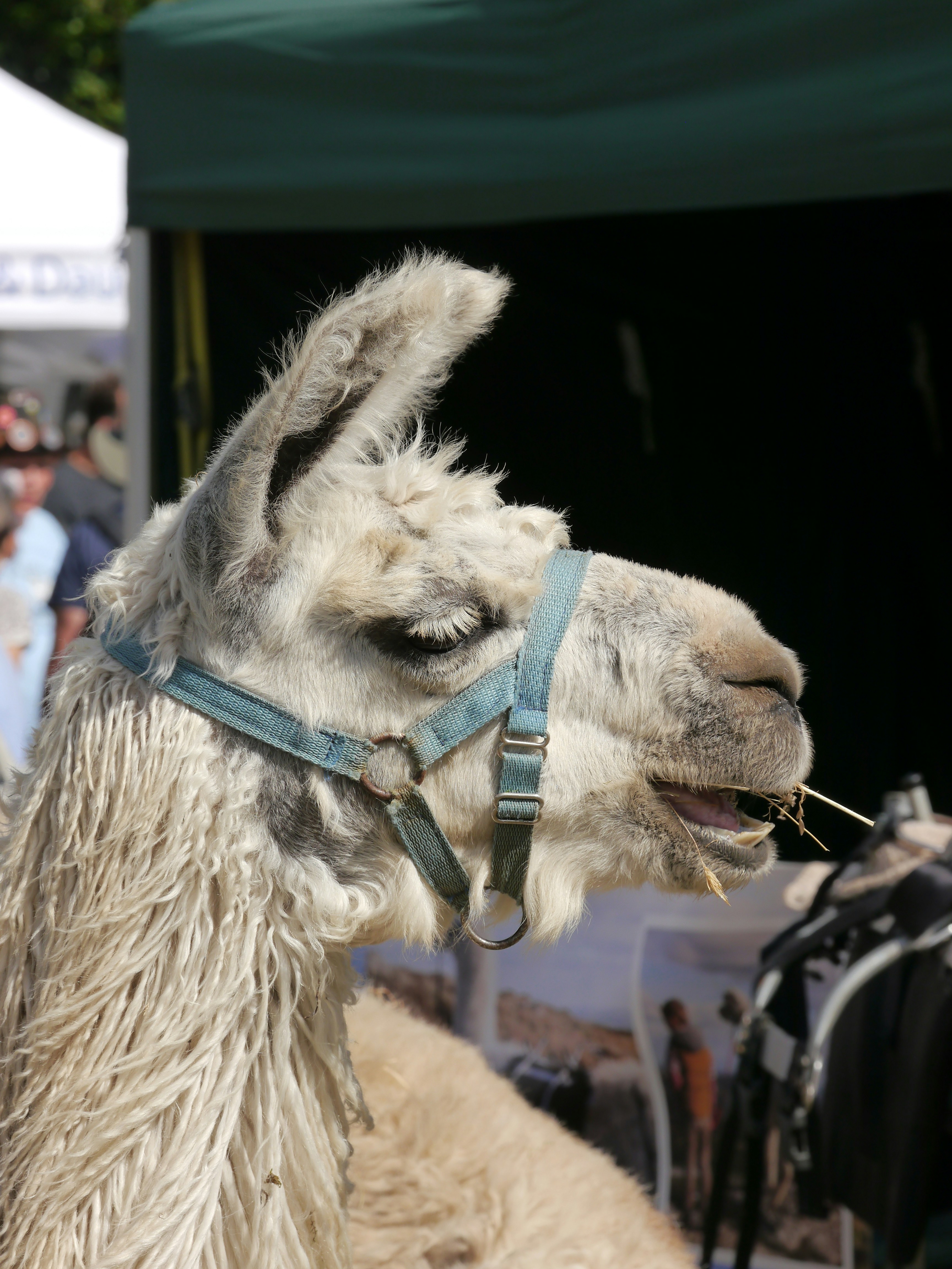 Alpaca Portrait at a Market Booth